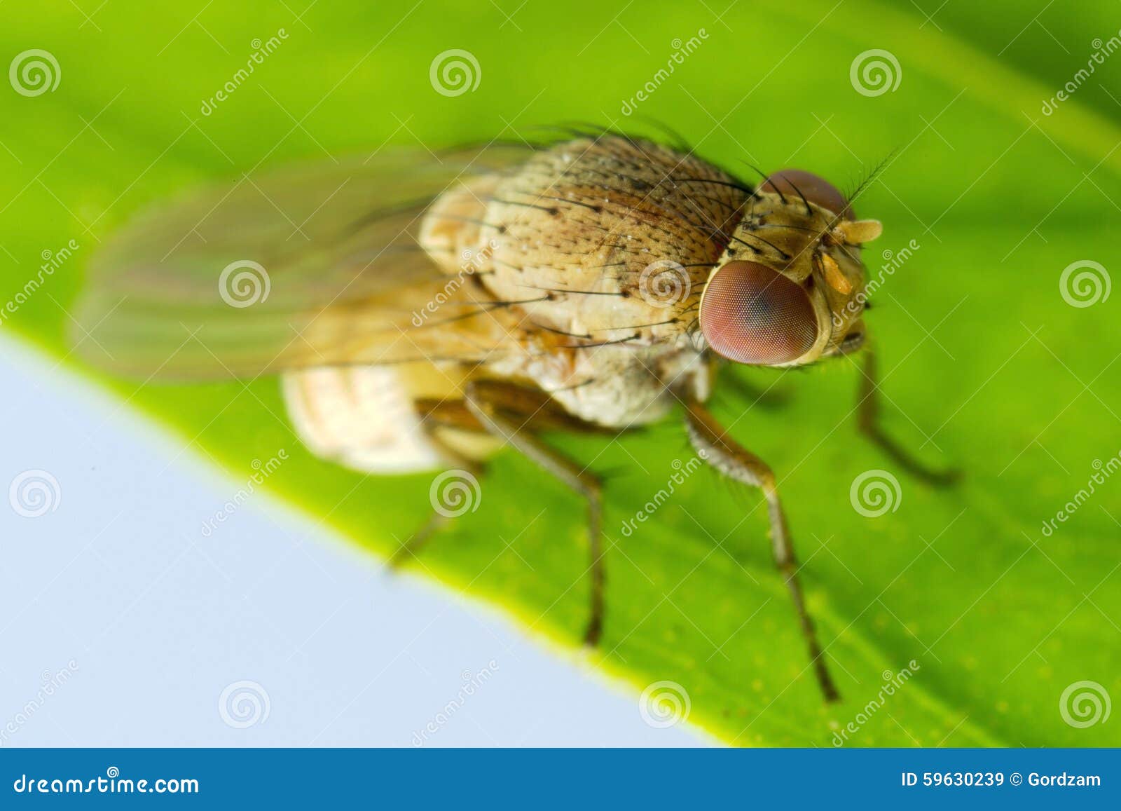 Tiny Brown Fly stock image. Image of magnification, macro - 59630239