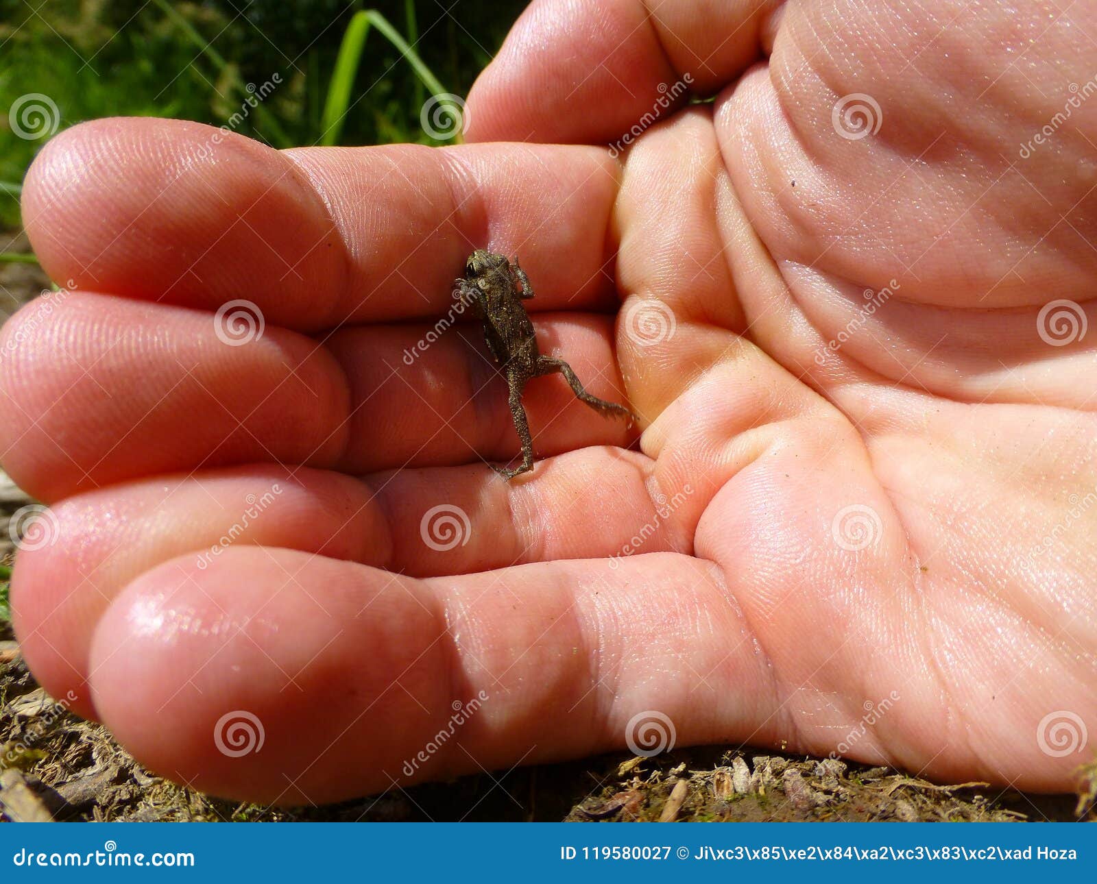 Tiny Brown Frog on a Human Hand Stock Image - Image of standing ...
