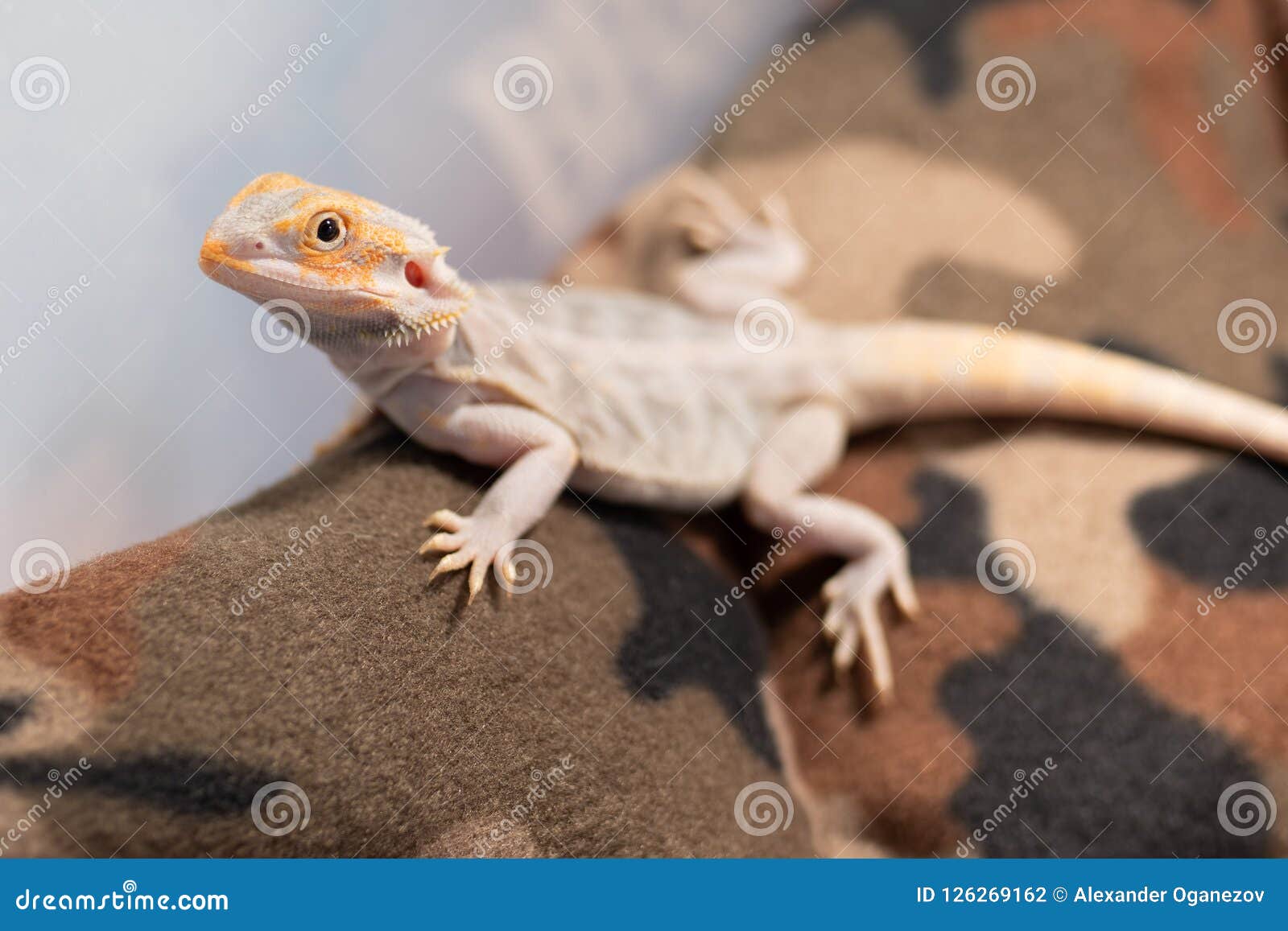 Tiny gecko climbing up stock photo. Image of closeup - 126269162