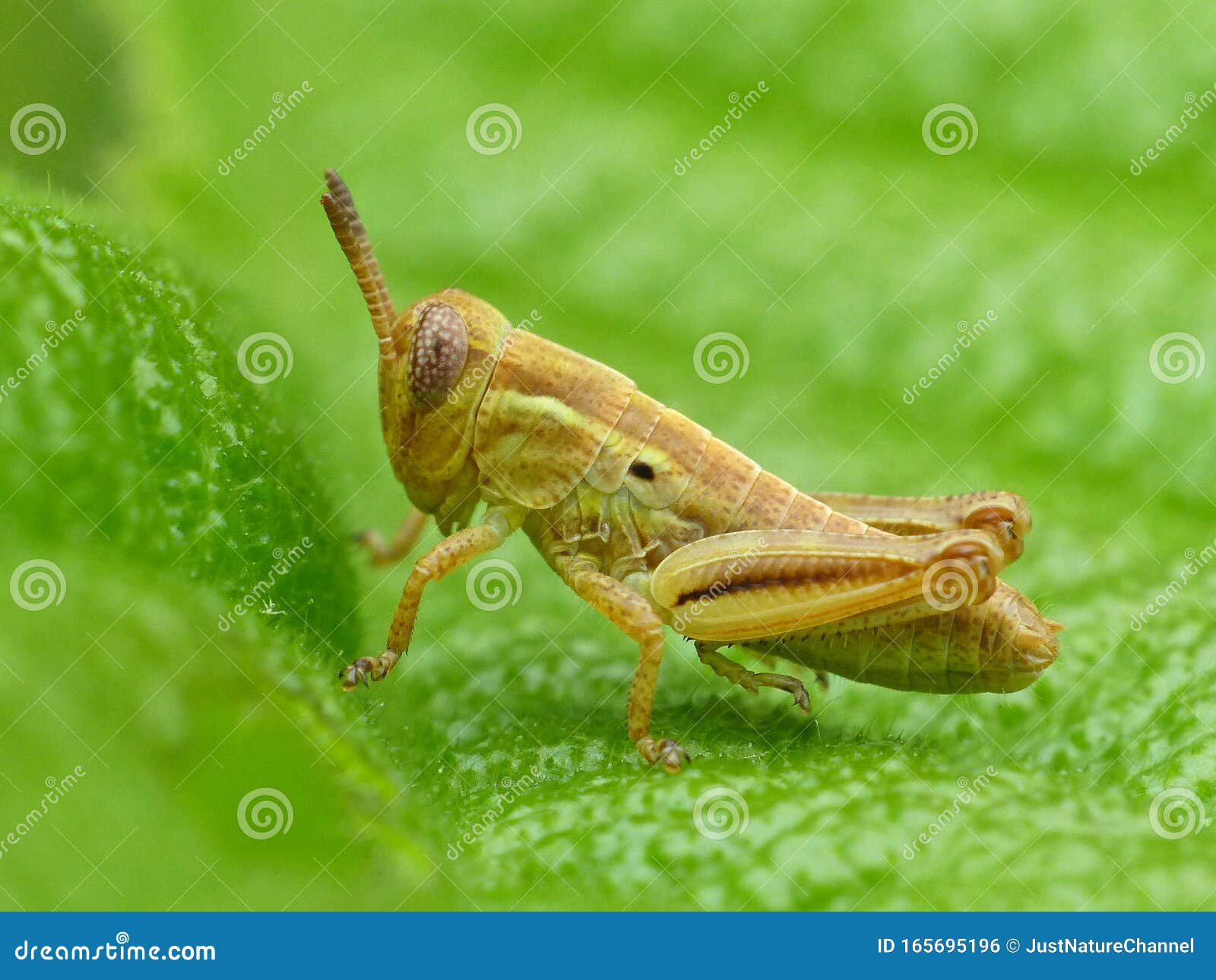 Tiny Brown Grasshopper stock photo. Image of tiny, leafy - 165695196