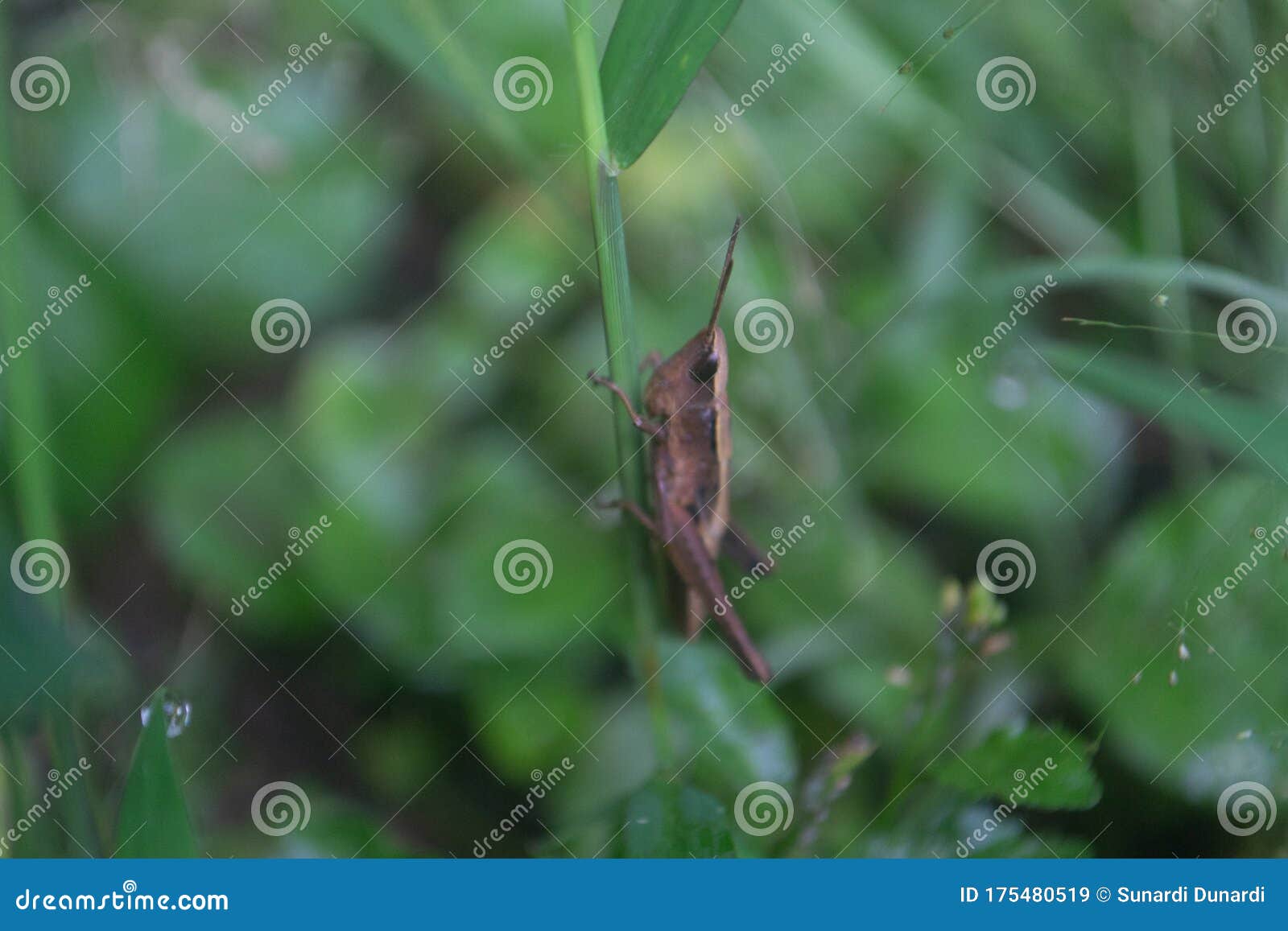 Tiny Brown Grasshopper on Grass Stock Image - Image of nature ...