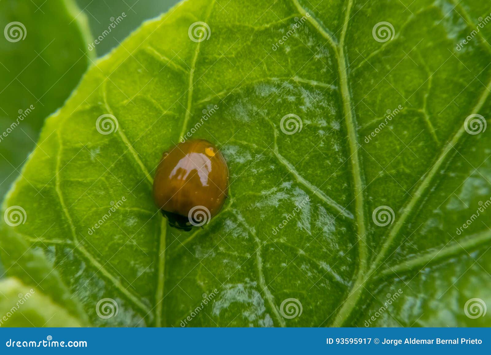 Tiny Brown Ladybug on a Leaf Stock Image - Image of nature, background ...