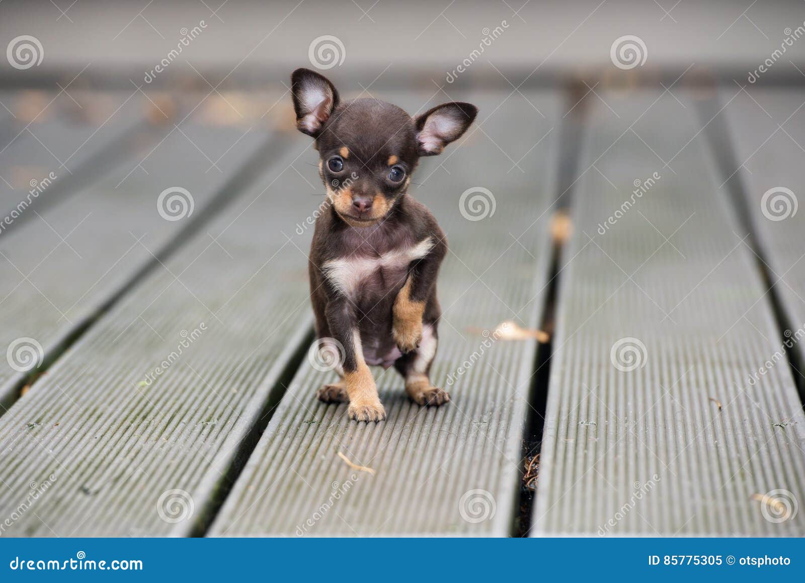 Tiny Brown Puppy Posing Outdoors Stock Image - Image of funny, baby ...