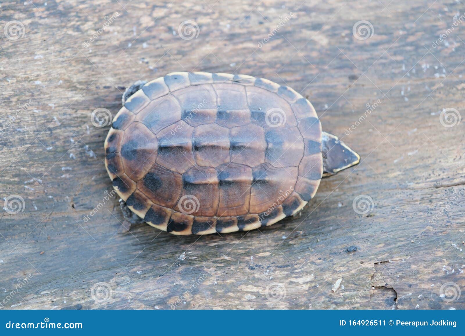 Tiny Brown Turtle Lives on the Old Log in a Little Pond, with Text Copy ...