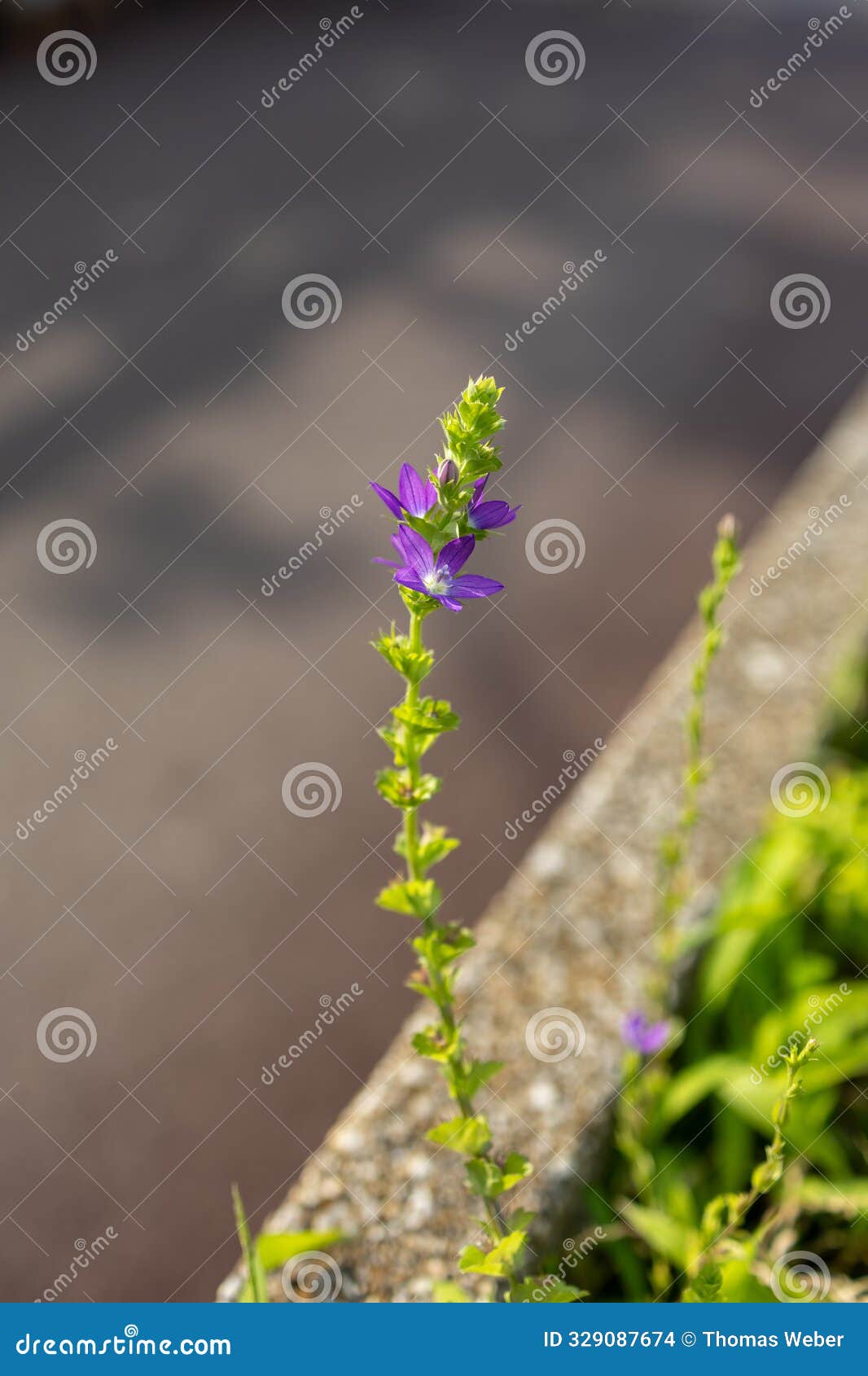 Tiny Budding Flower Bending To the Wind Stock Photo - Image of macro ...