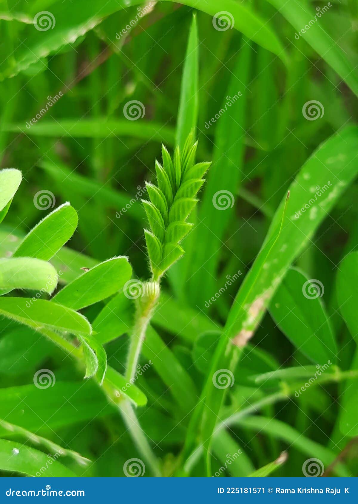 Tiny budding leaf stock image. Image of budding, grass - 225181571