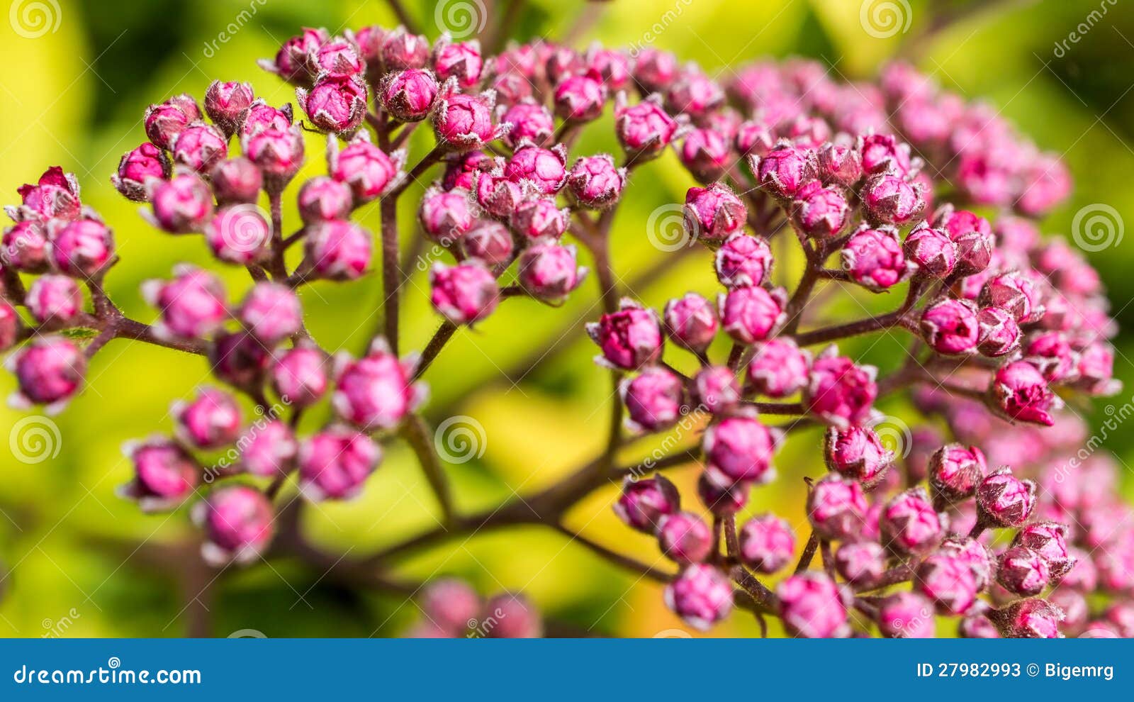 Tiny Buds stock image. Image of pink, macro, bloom, shrub - 27982993