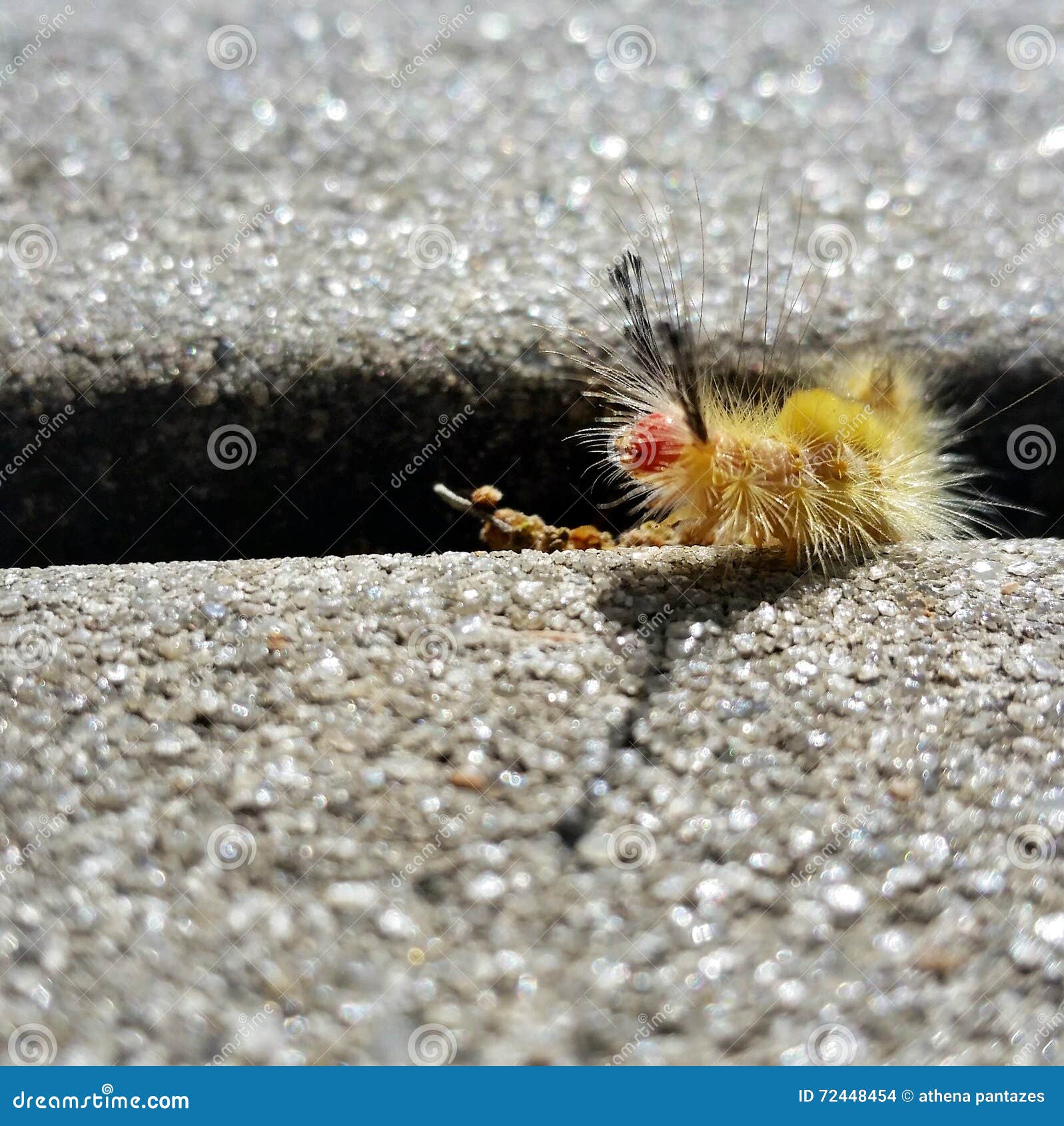 Tiny bug stock photo. Image of fluffy, caterpillar, tiny - 72448454