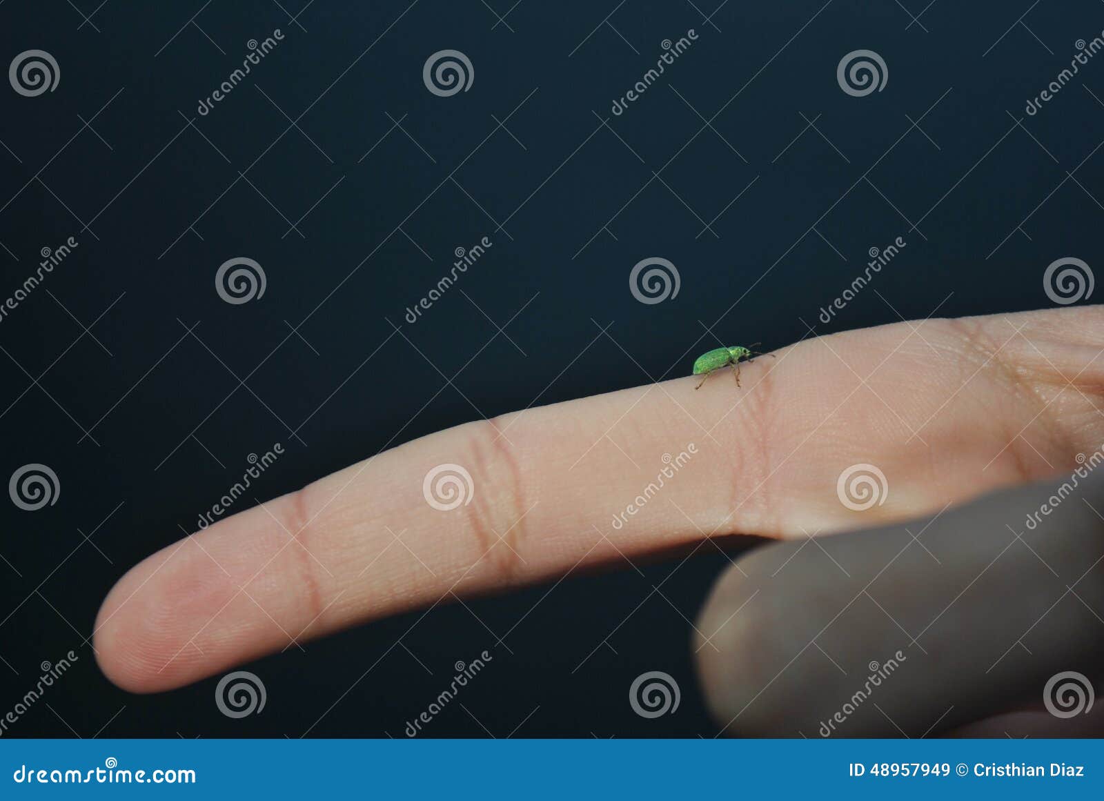 Tiny bug stock image. Image of fauna, beetle, biodiversity - 48957949