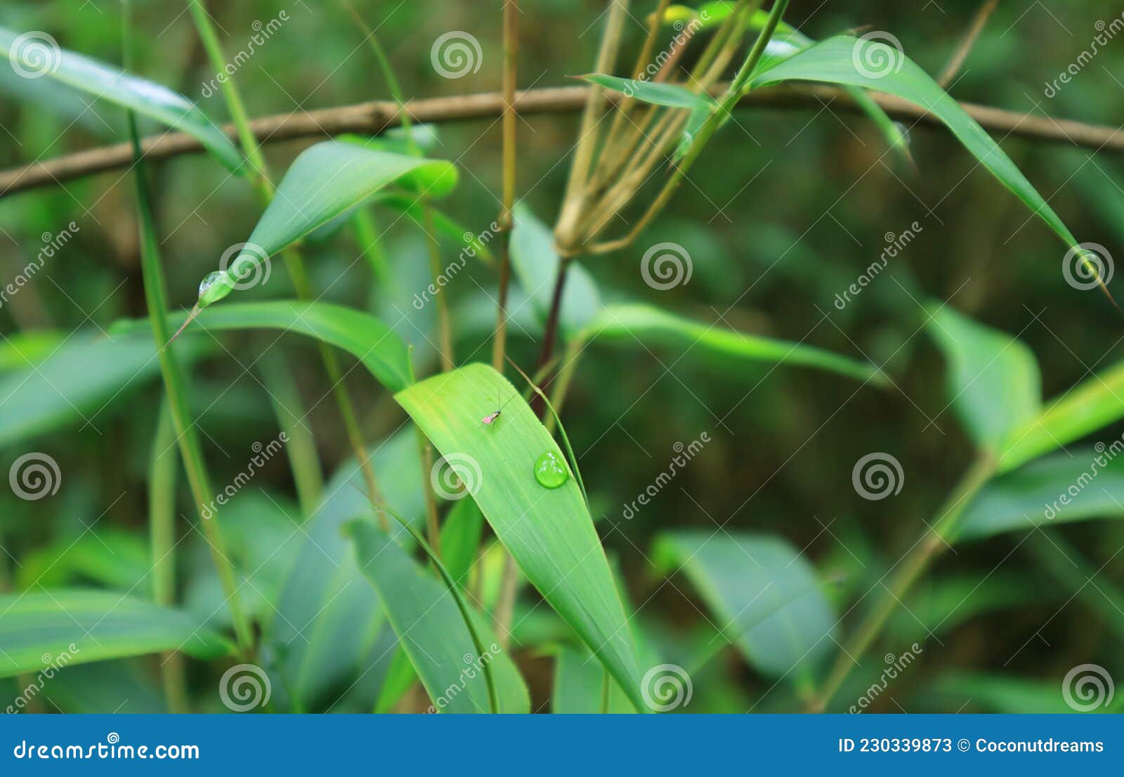 Tiny Bug Resting on Wild Plant Leaf with Dewdrops in the Forest of ...
