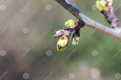 Tiny Bugs Called Aphid are Damages Cherry Tree Leaves. Parasites Stock ...