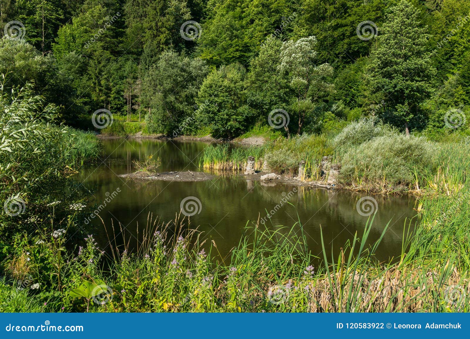 A Tiny, Bushy Pond in the Forest, among the Green Trees Stock Photo ...
