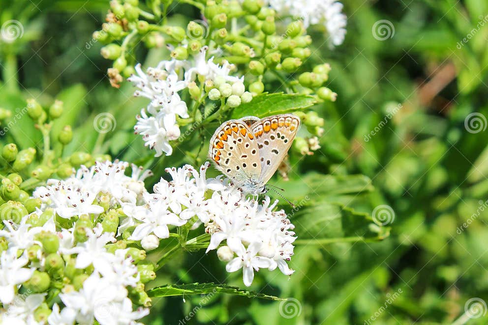 Tiny butterfly stock image. Image of flower, green, little - 120915885