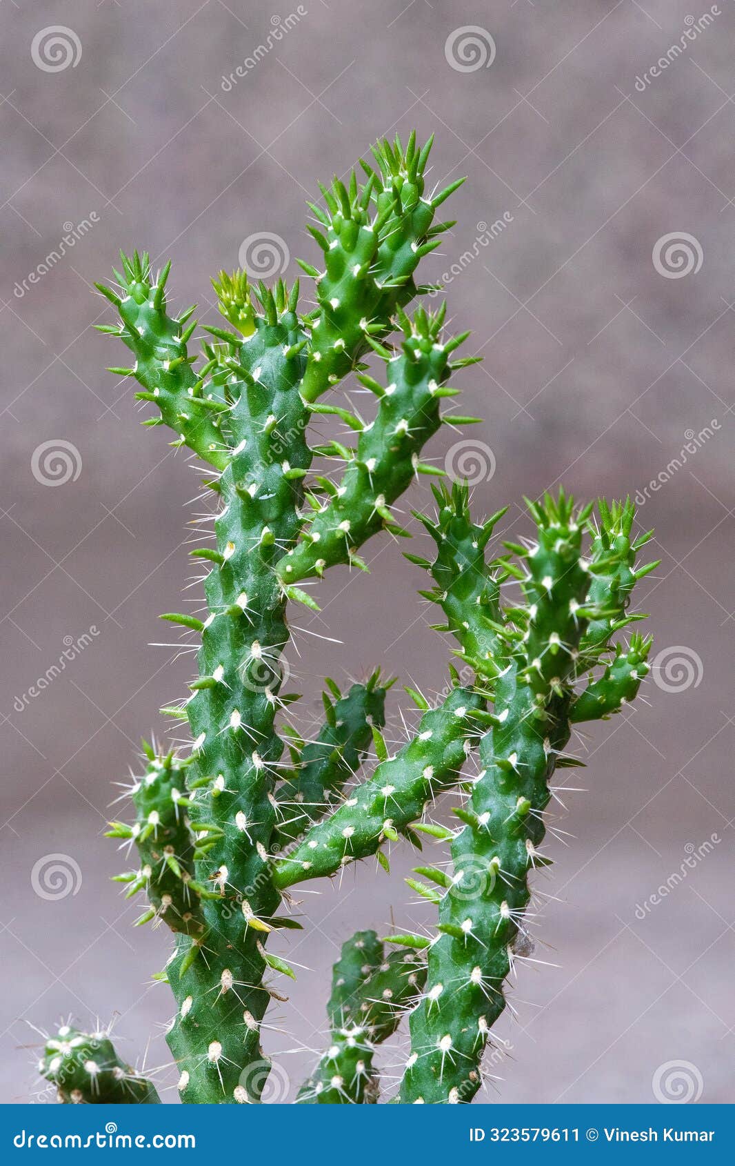 Tiny Cactus Plant Isolated on Blurred Background Stock Image - Image of ...