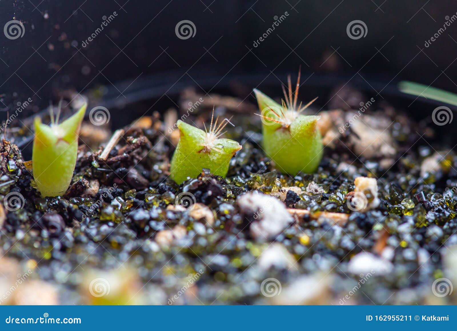 3 Tiny Cactus Seedlings in Cactus Soil Stock Image - Image of mini ...