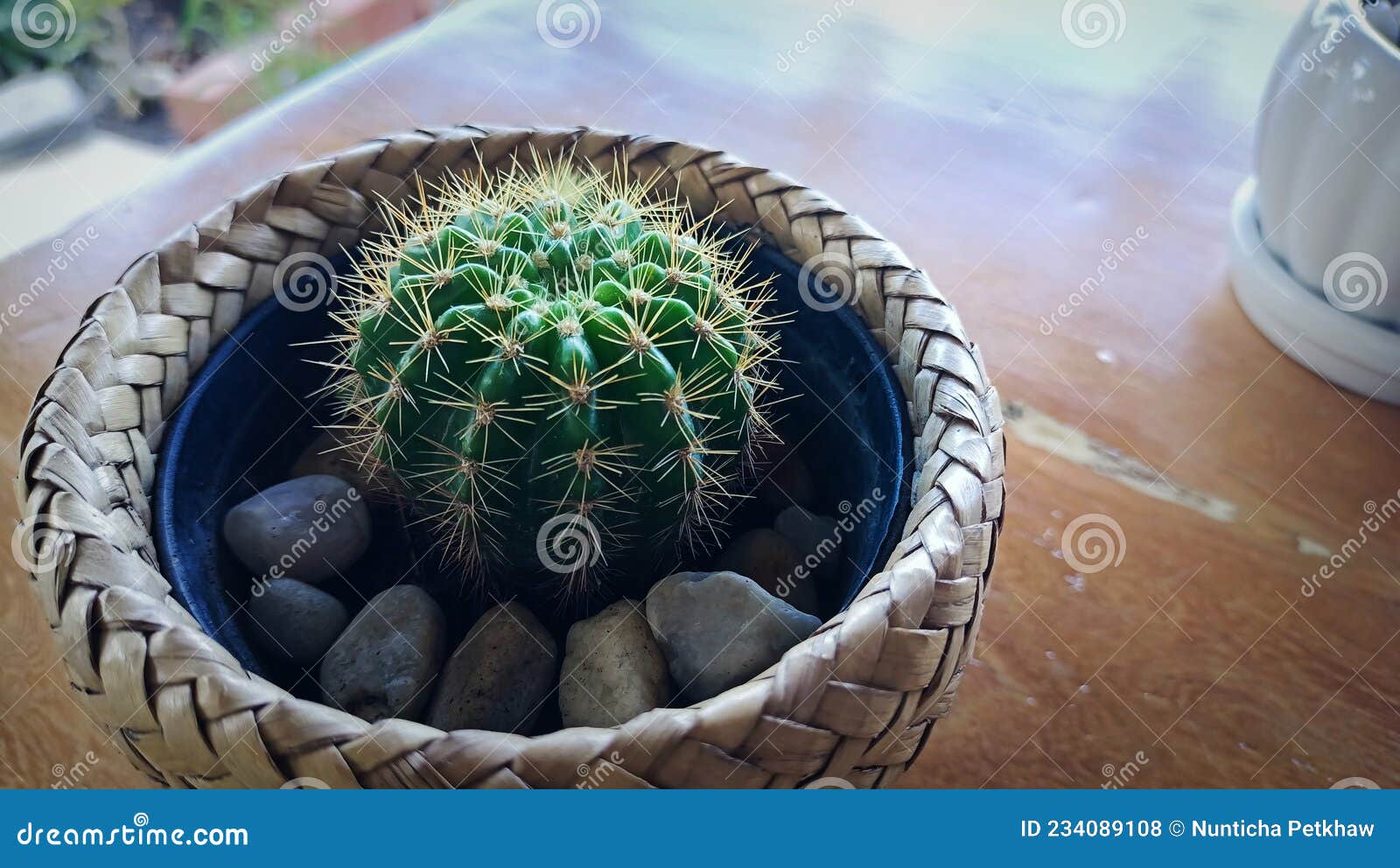 Tiny Cactus in a Small Terracotta Pot on a Table . Stock Photo - Image ...