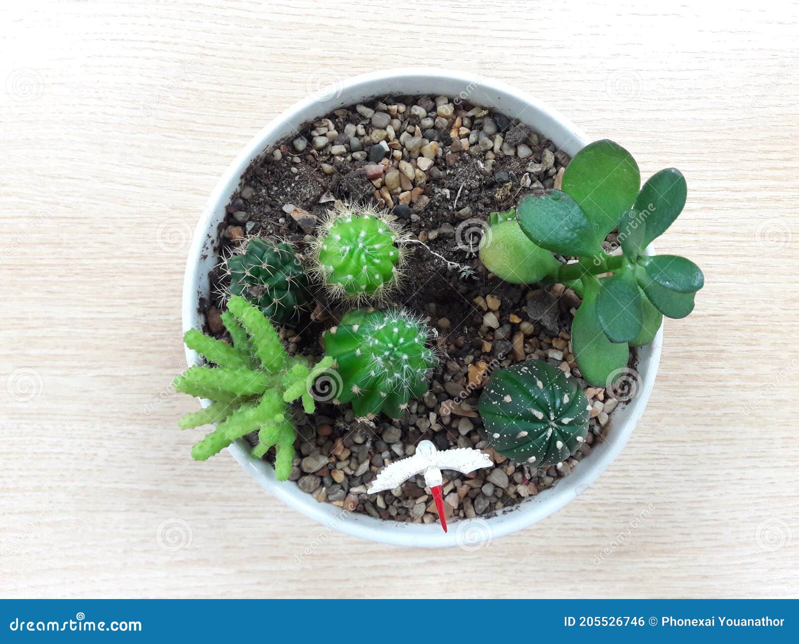 Tiny Cactus on Table in Office Stock Photo - Image of home, summer ...