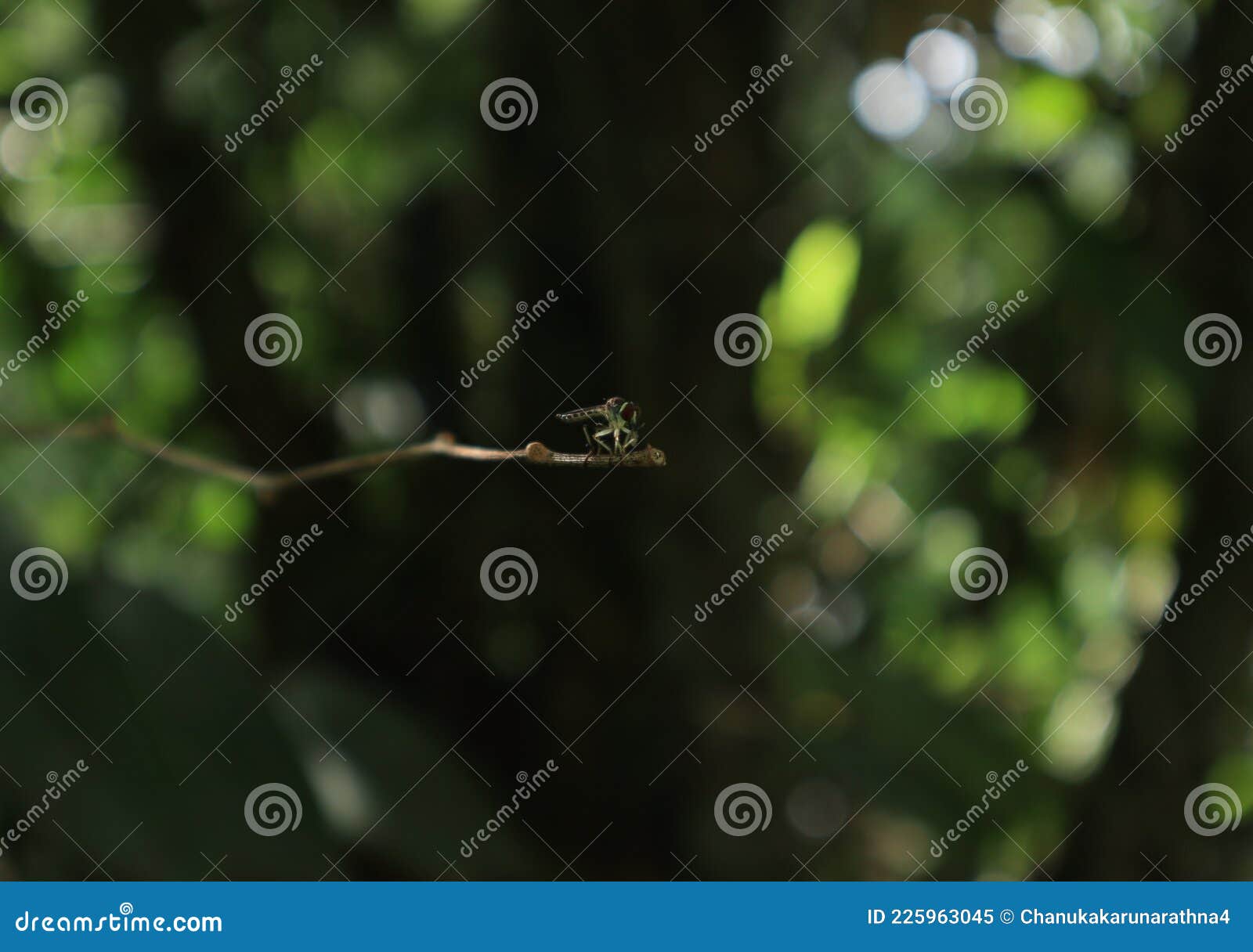 A Tiny Carnivorous Insect Eating a Very Small Insect while Sitting on a ...