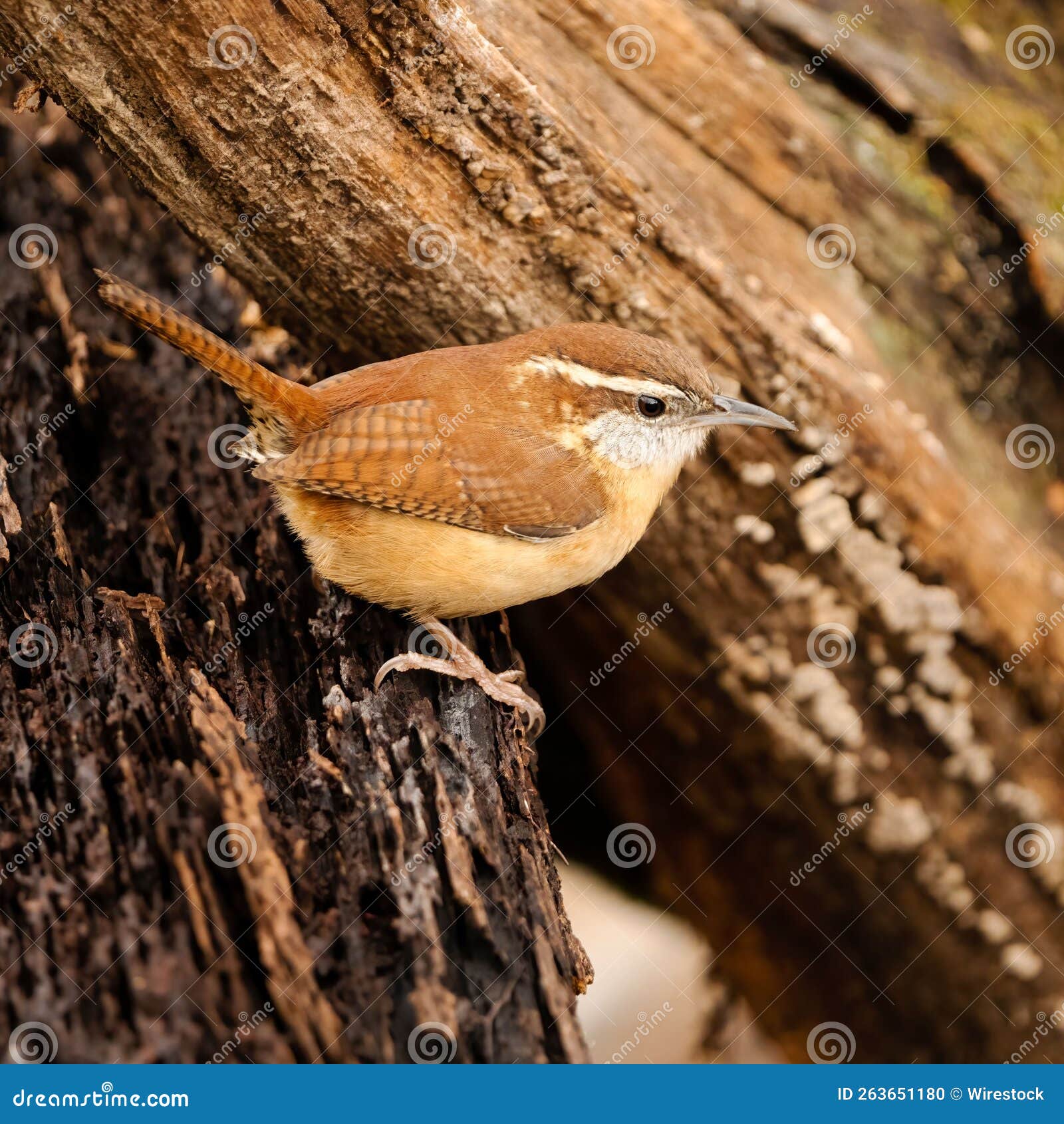 Tiny Carolina Wren (Thryothorus Ludovicianus) Resting on a Tree Branch ...