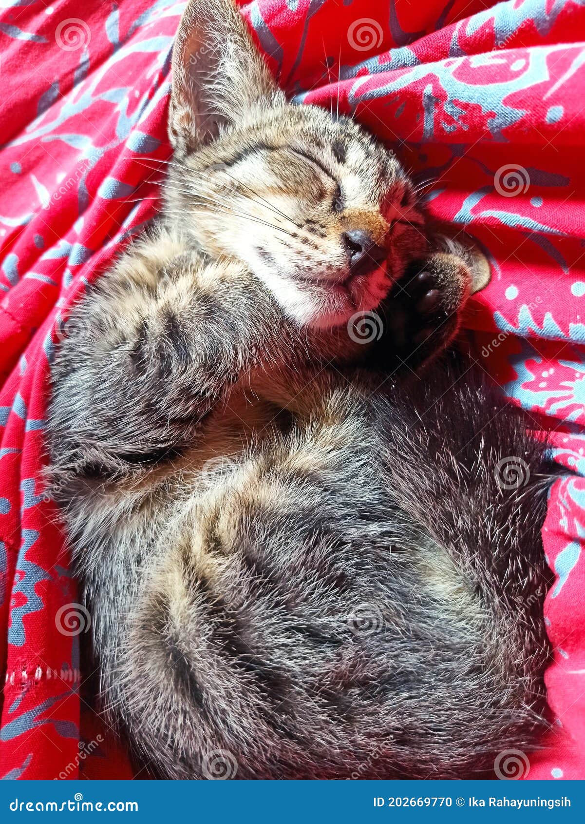Tiny Cat Sleep with Old Sleep Wear Background Stock Photo - Image of ...