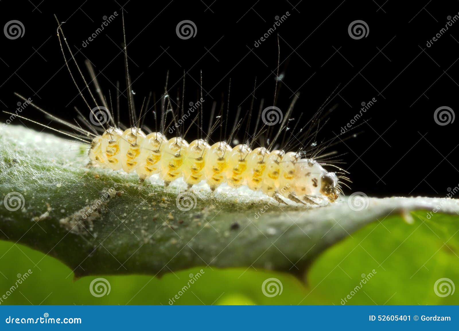 Tiny Caterpillar stock image. Image of lifesize, tiny - 52605401