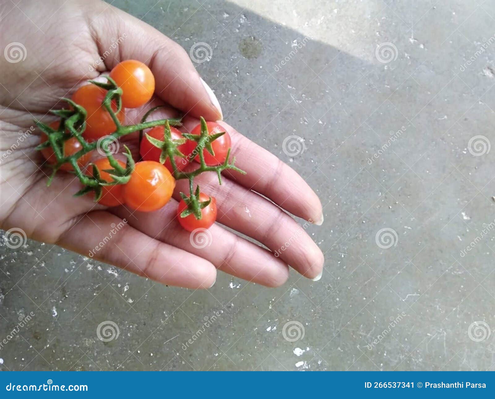 Tiny cherry tomatoes stock image. Image of nail, tiny - 266537341