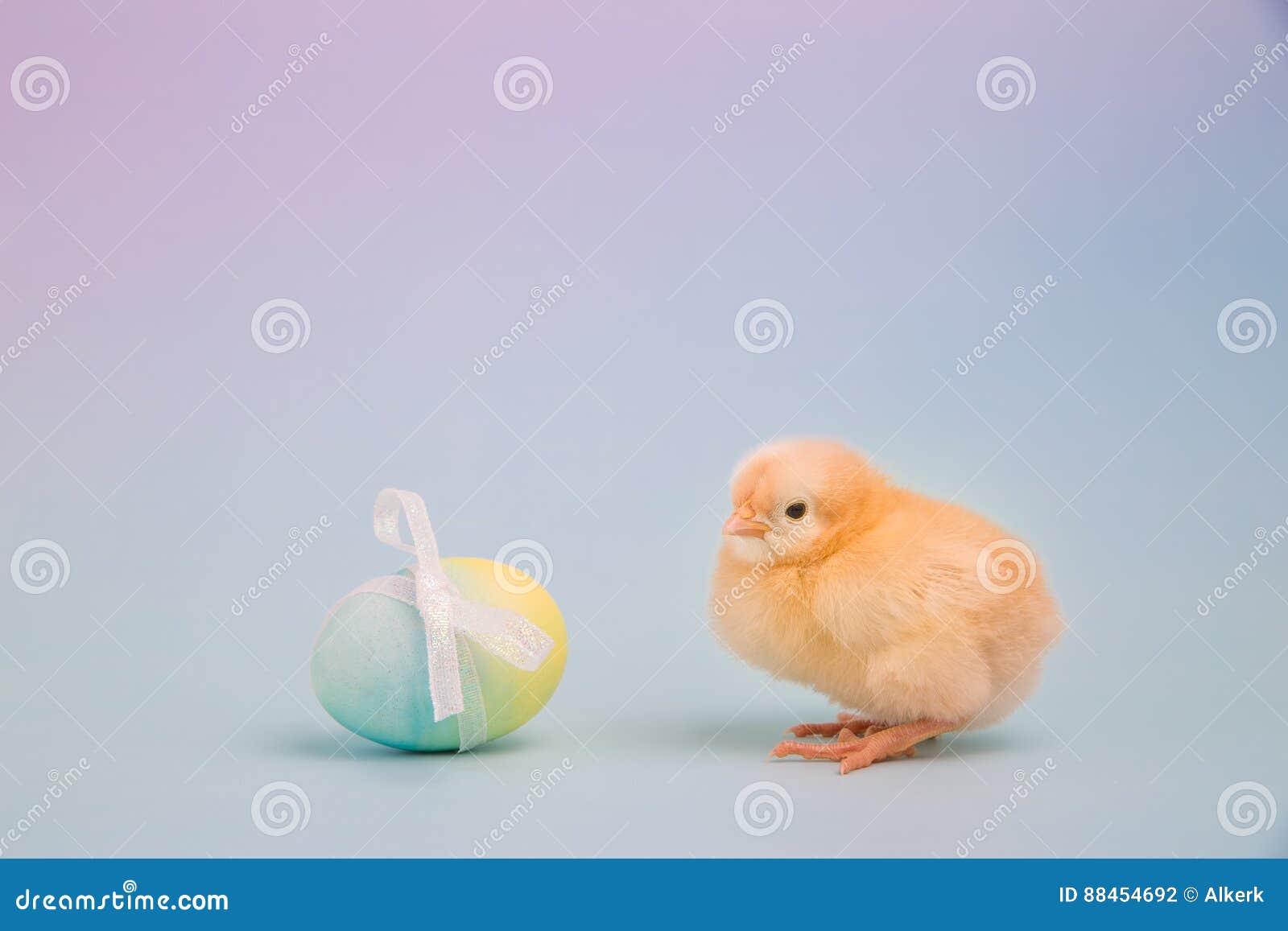 Tiny Chick with a Single Easter Egg Stock Photo - Image of fluff ...