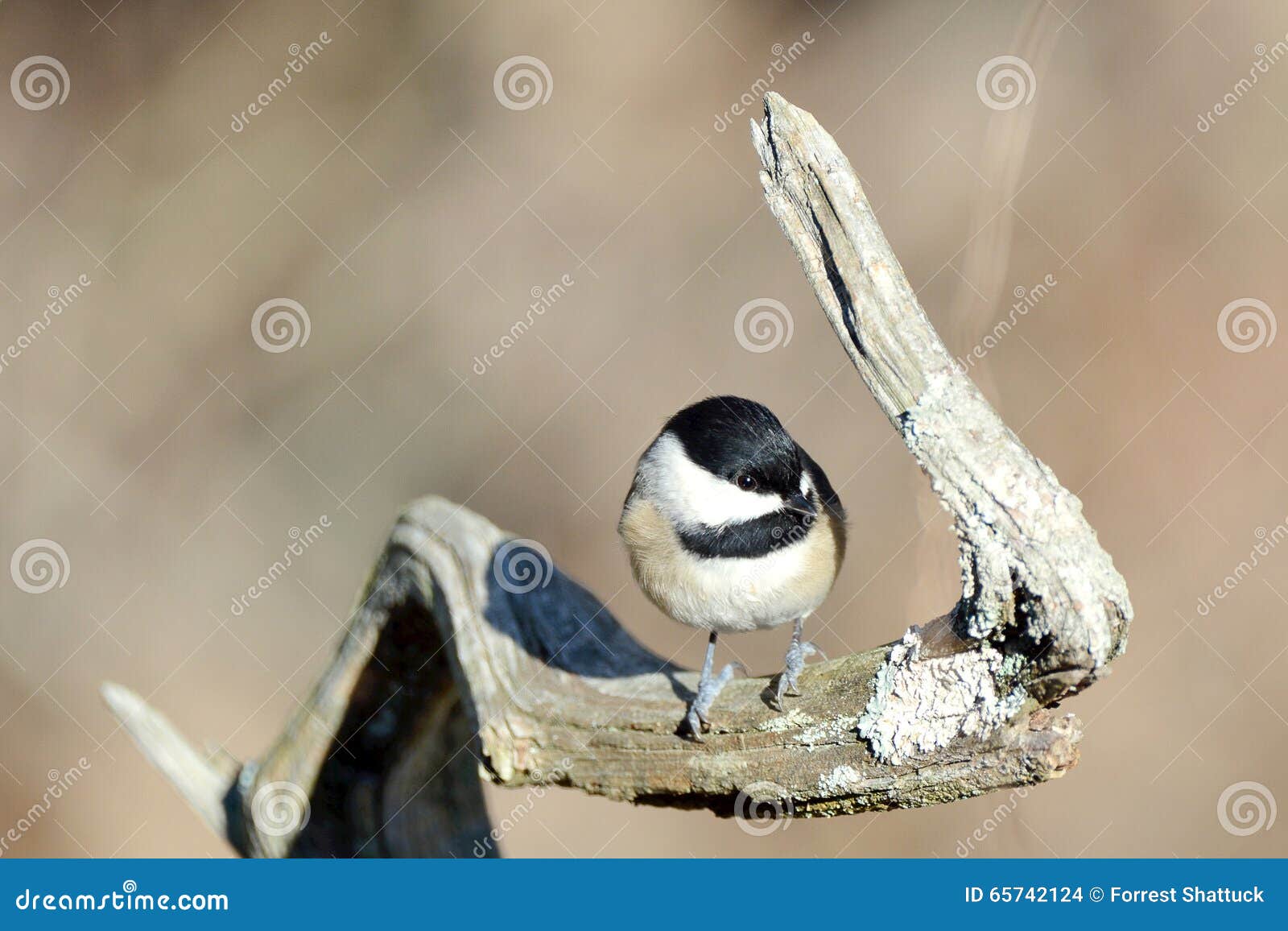 Tiny Chickadee stock photo. Image of called, carolina - 65742124