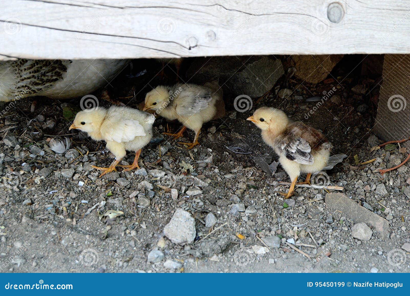 Tiny Chicken Pups are Fed Out of the Poultry, Stock Image - Image of ...