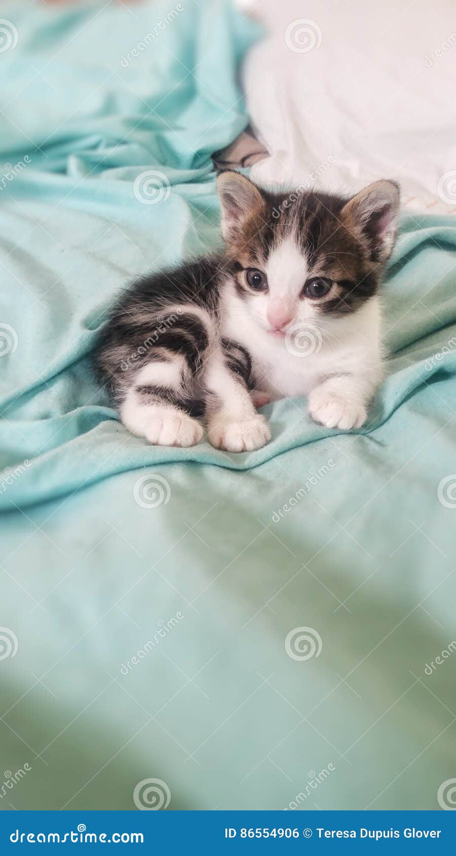 Tiny chill kitten stock photo. Image of tiny, cuteness - 86554906