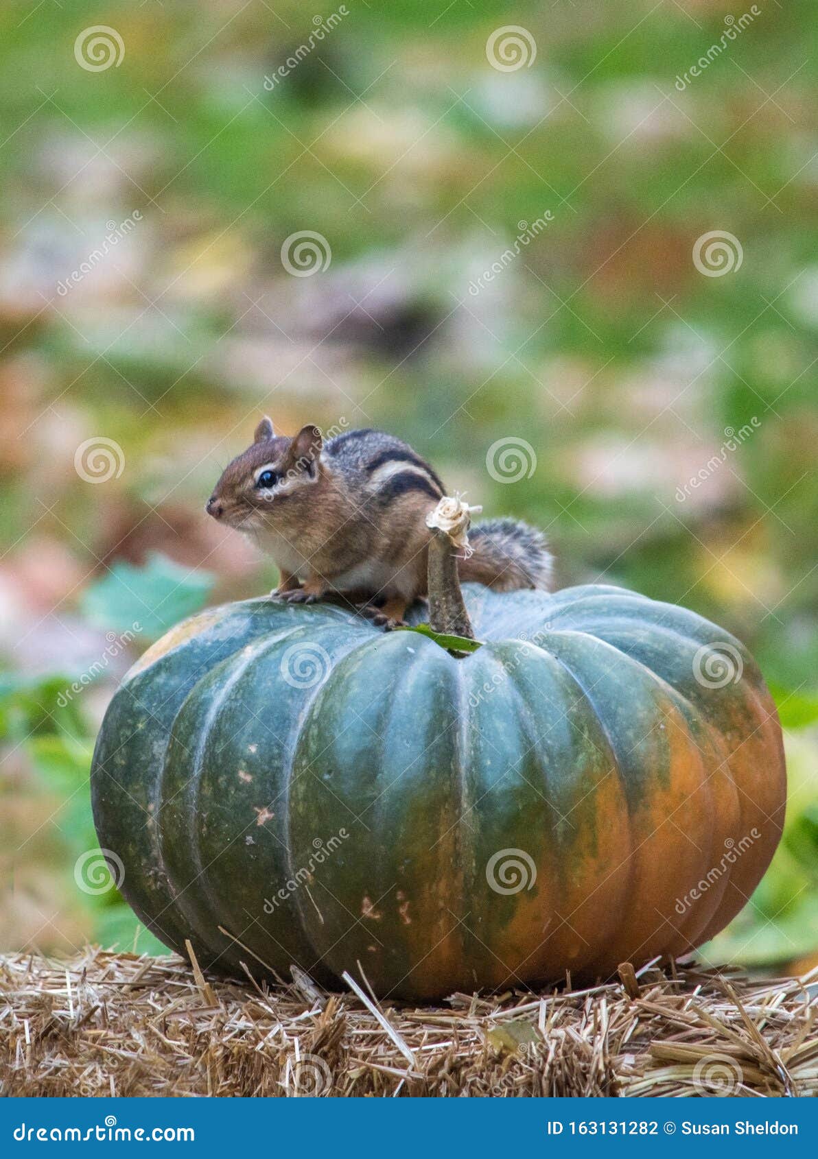 Tiny Chipmunk Sitting on a Pumpkin Stock Photo - Image of outdoor ...