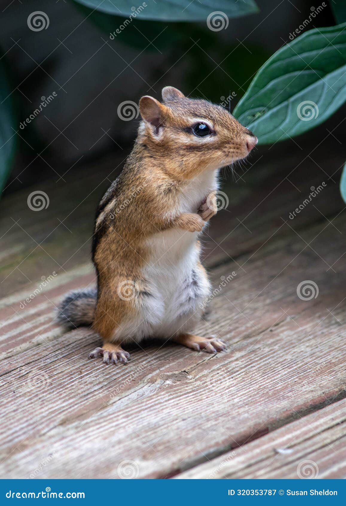 Tiny Chipmunk Poses on a Deck Stock Image - Image of season, nature: 320353787