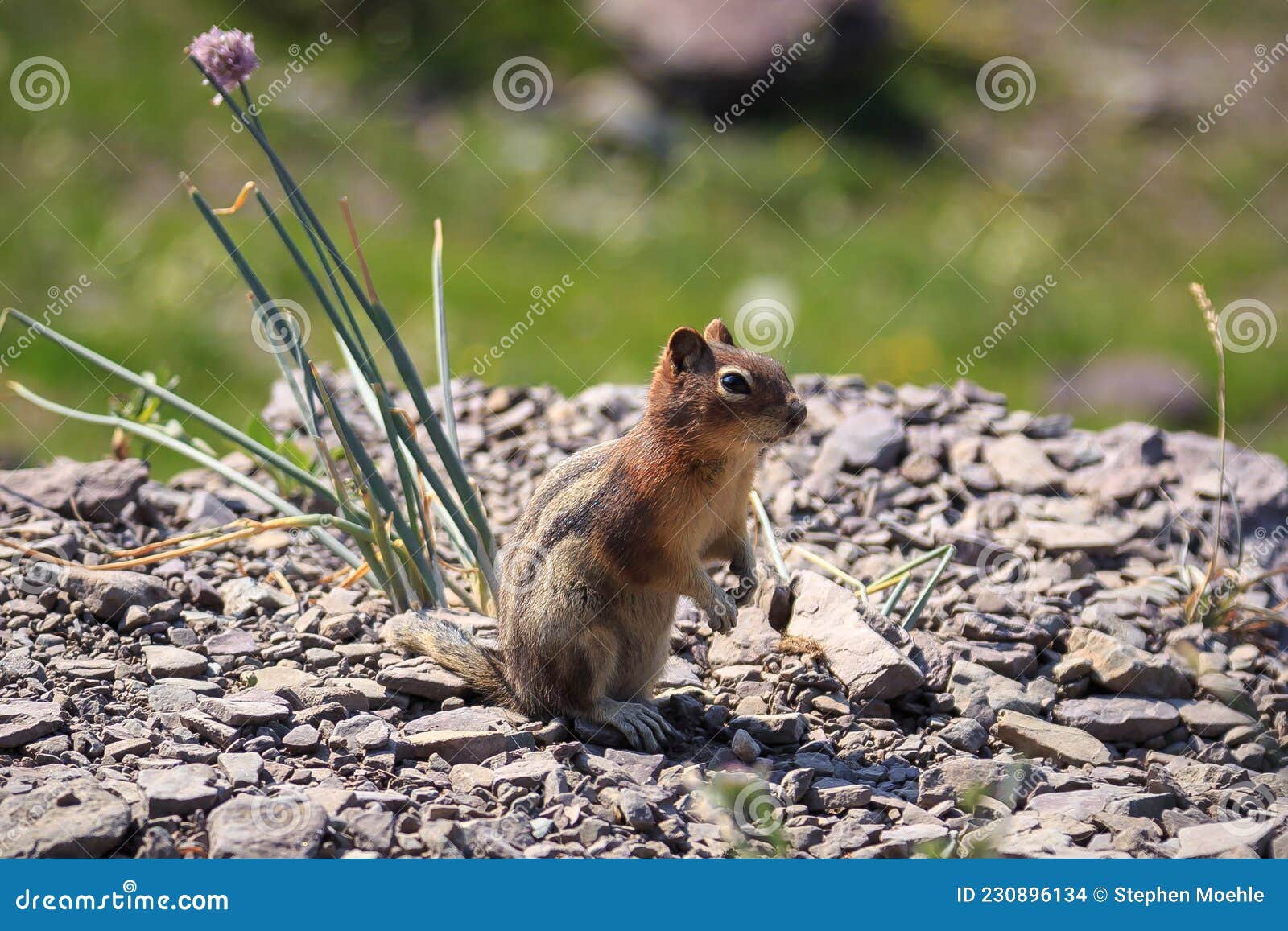 Tiny Chipmunk on the Trail, Glacier National Park, Montana Stock Photo ...