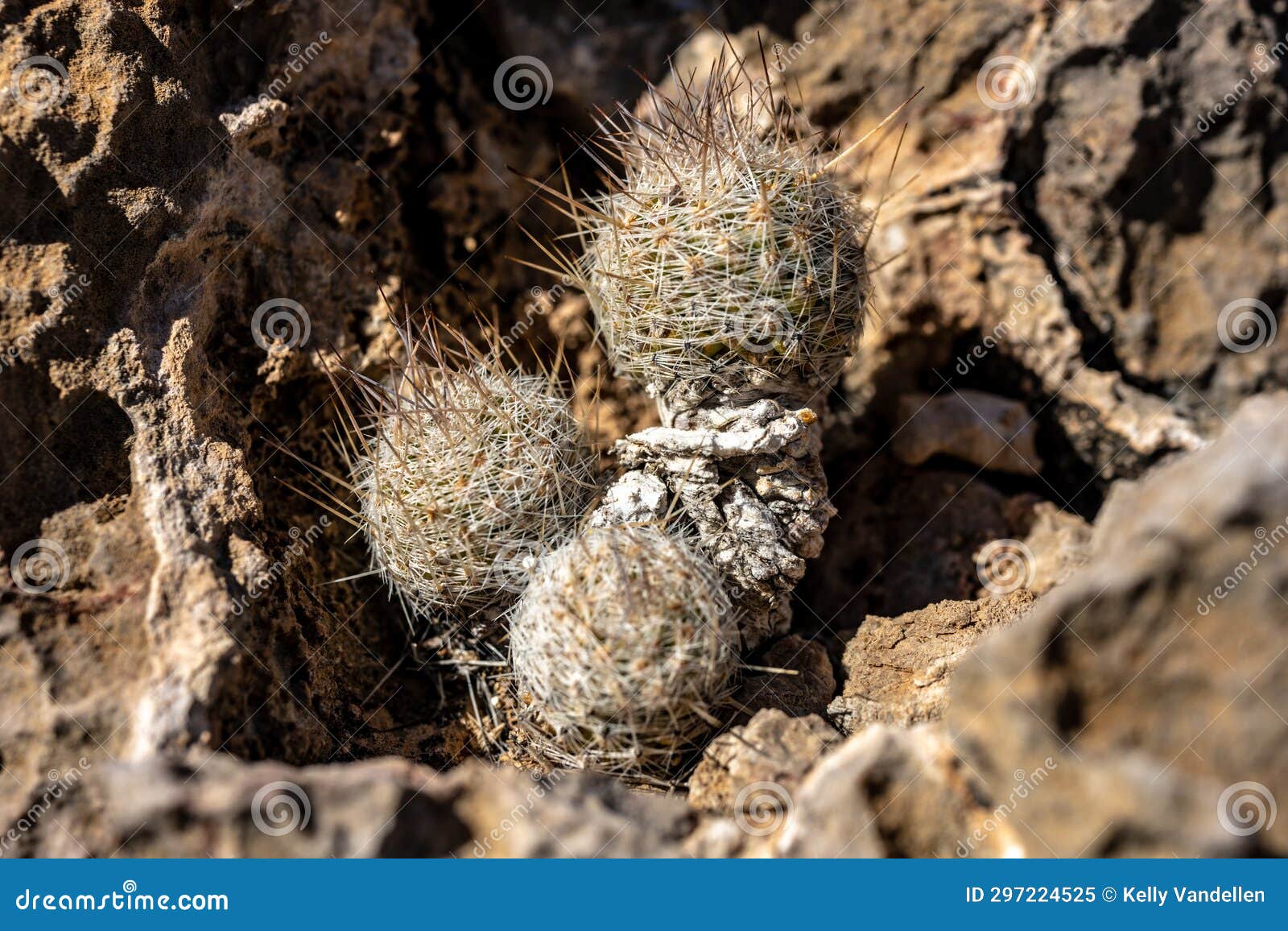 Tiny Clump of Cactus Look Like Balls of Yarn Nestled in the Rocks Stock ...