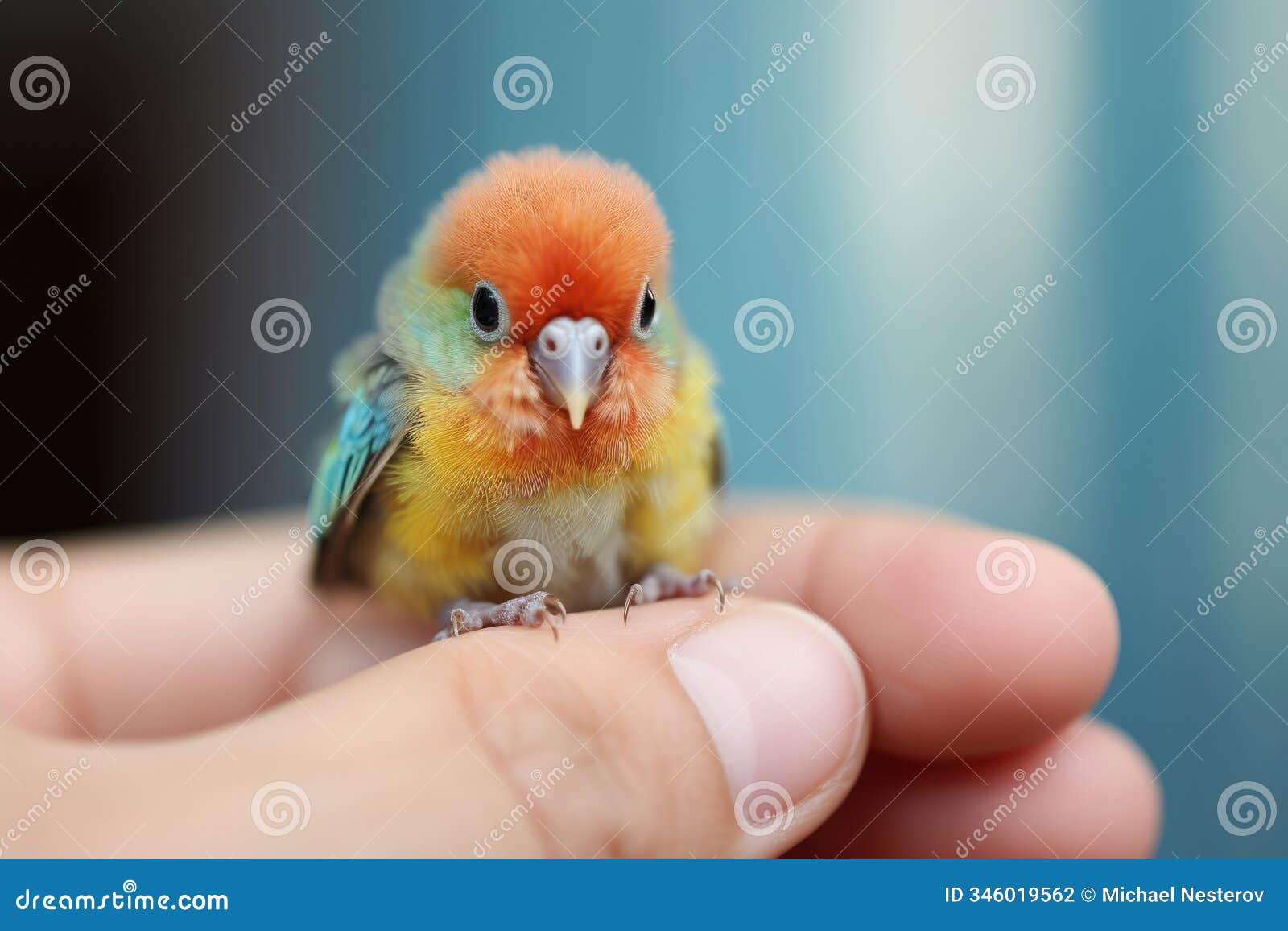 Tiny Colored Parrot on Hand Stock Photo - Image of bite, hand: 346019562