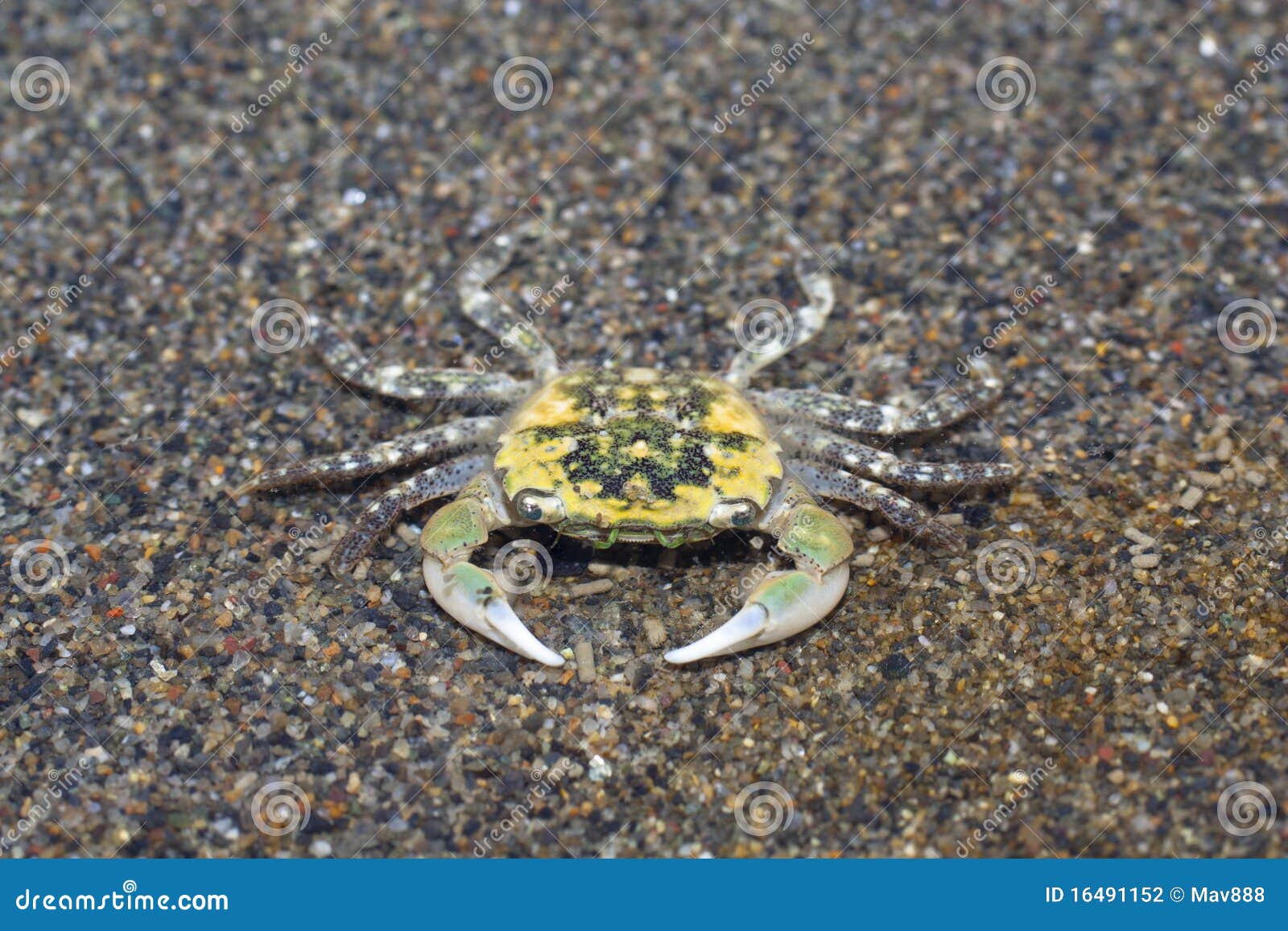 Tiny crab stock photo. Image of pincers, beach, claw - 16491152