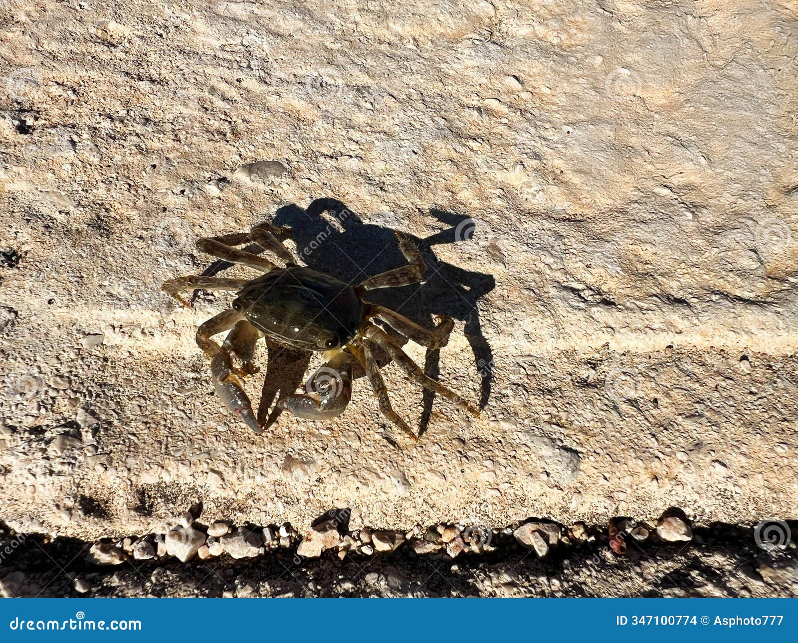 Small Crab on Rocky Surface Casting a Clear Shadow Stock Photo - Image ...