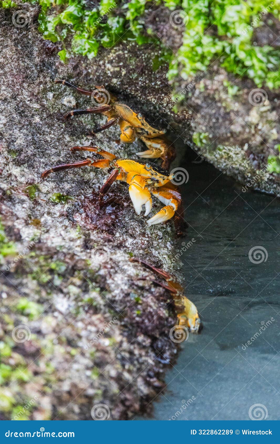 Small Crabs are Crawling on Rocks Near the Ocean Shore Stock Image ...