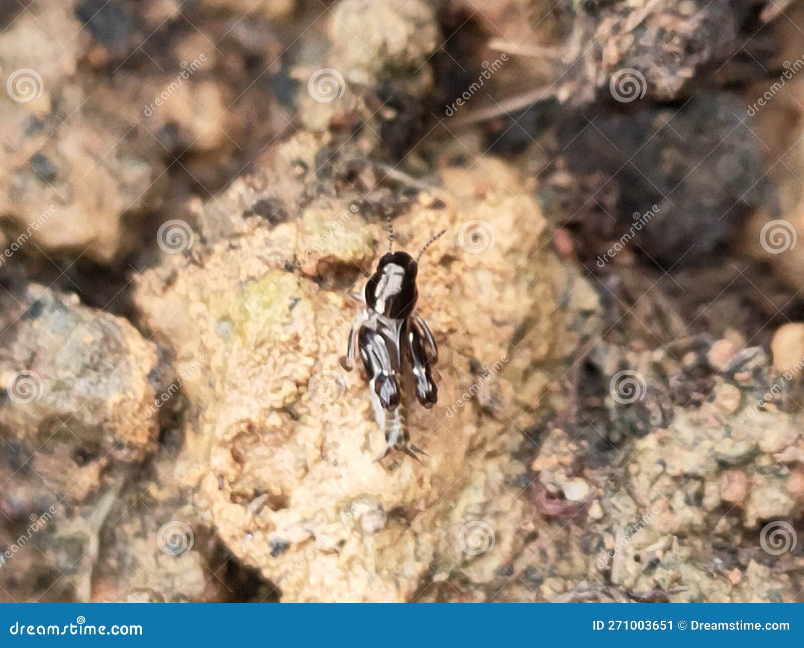Tiny Creature on the Ground Stock Image - Image of insects, pets: 271003651