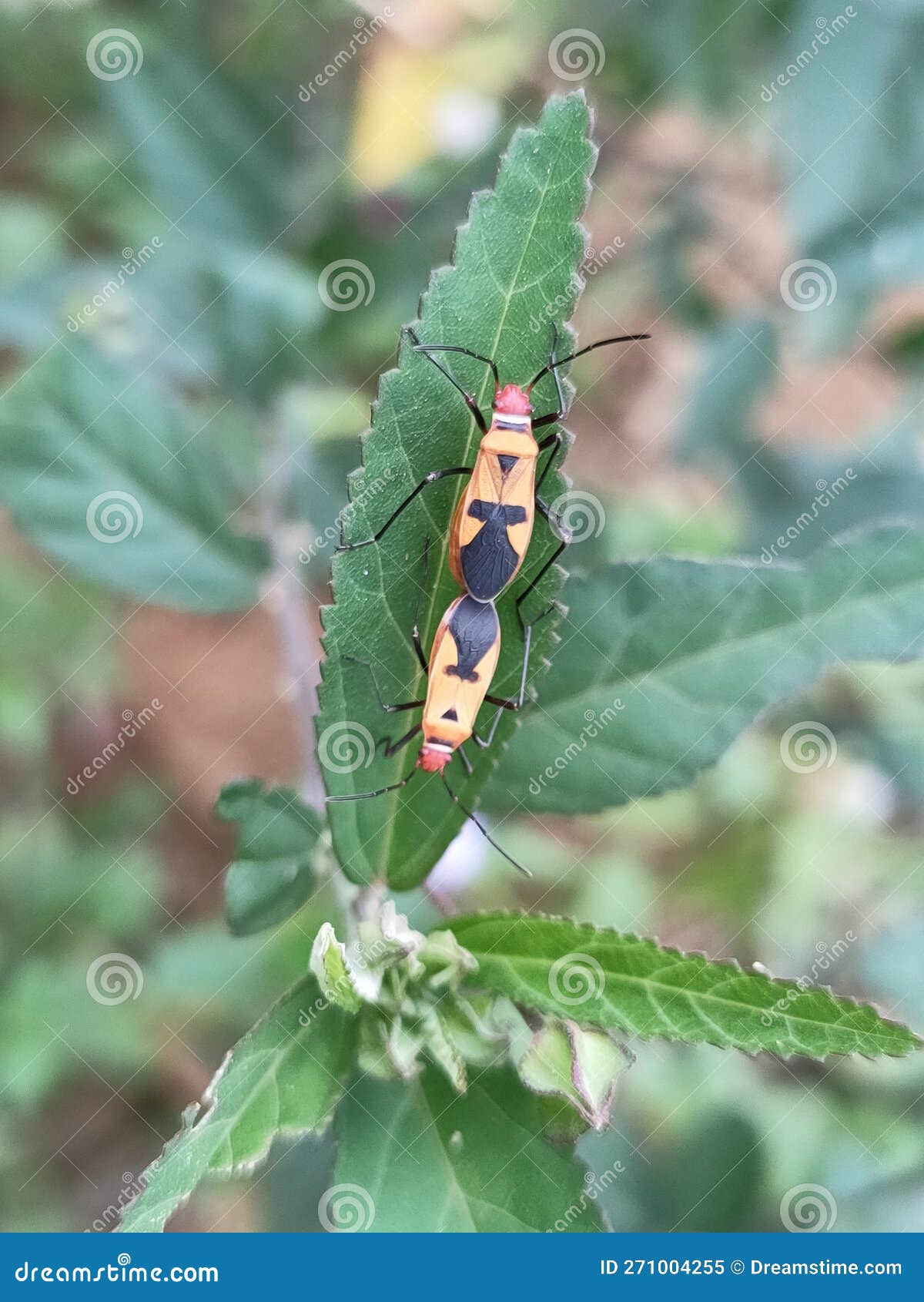 Two tiny unknown insects stock image. Image of unique - 271004255