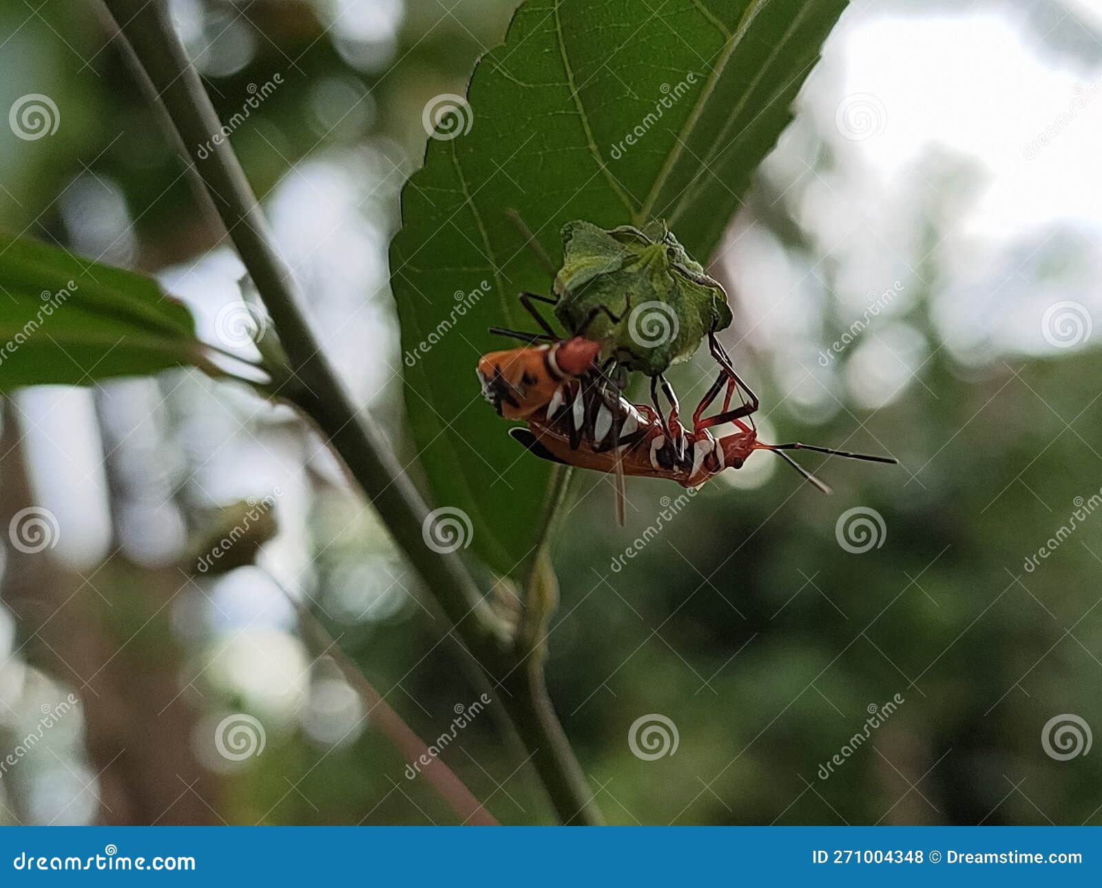 Two tiny unknown insects stock photo. Image of beautiful - 271004348