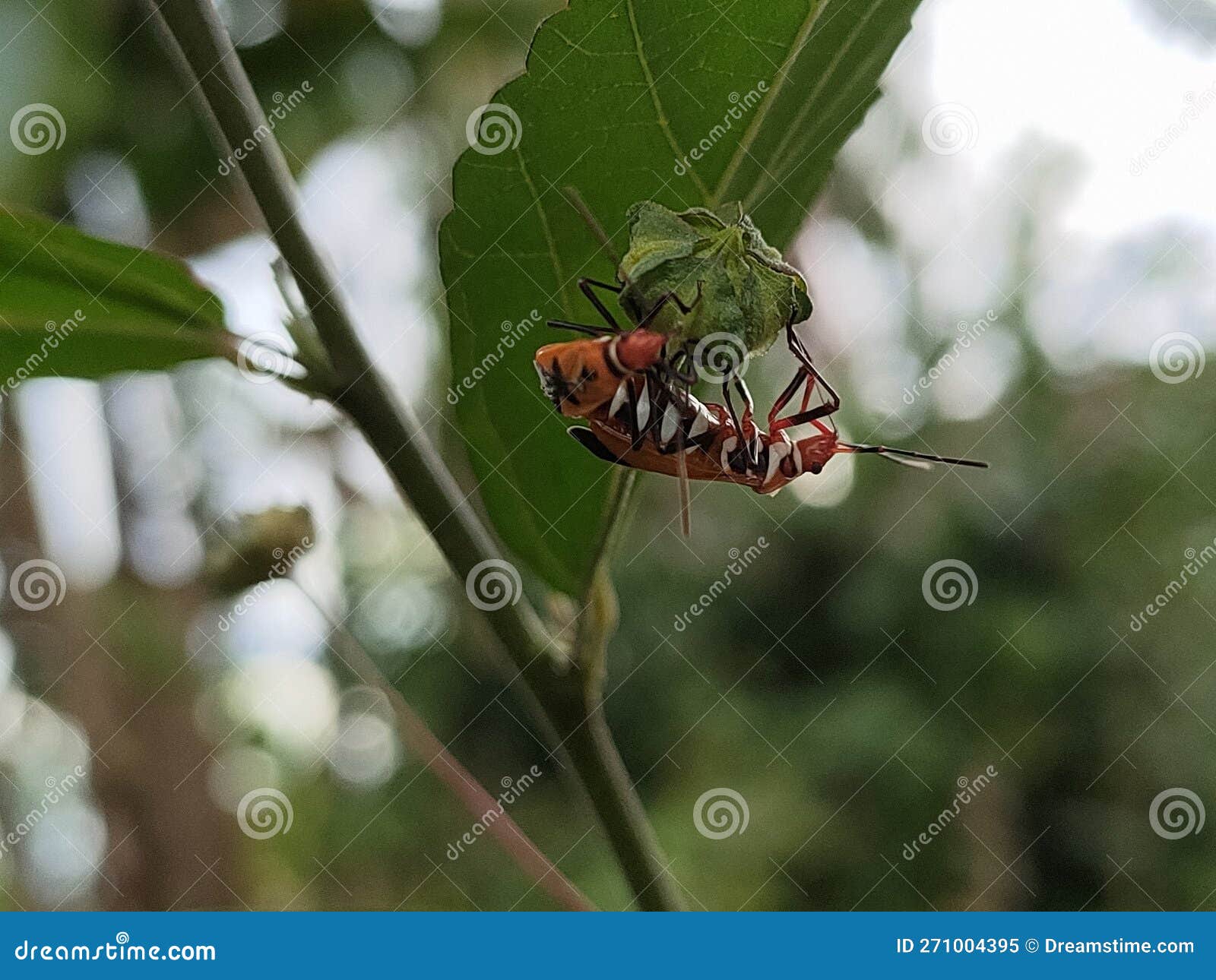 Two tiny unknown insects stock image. Image of beautiful - 271004395