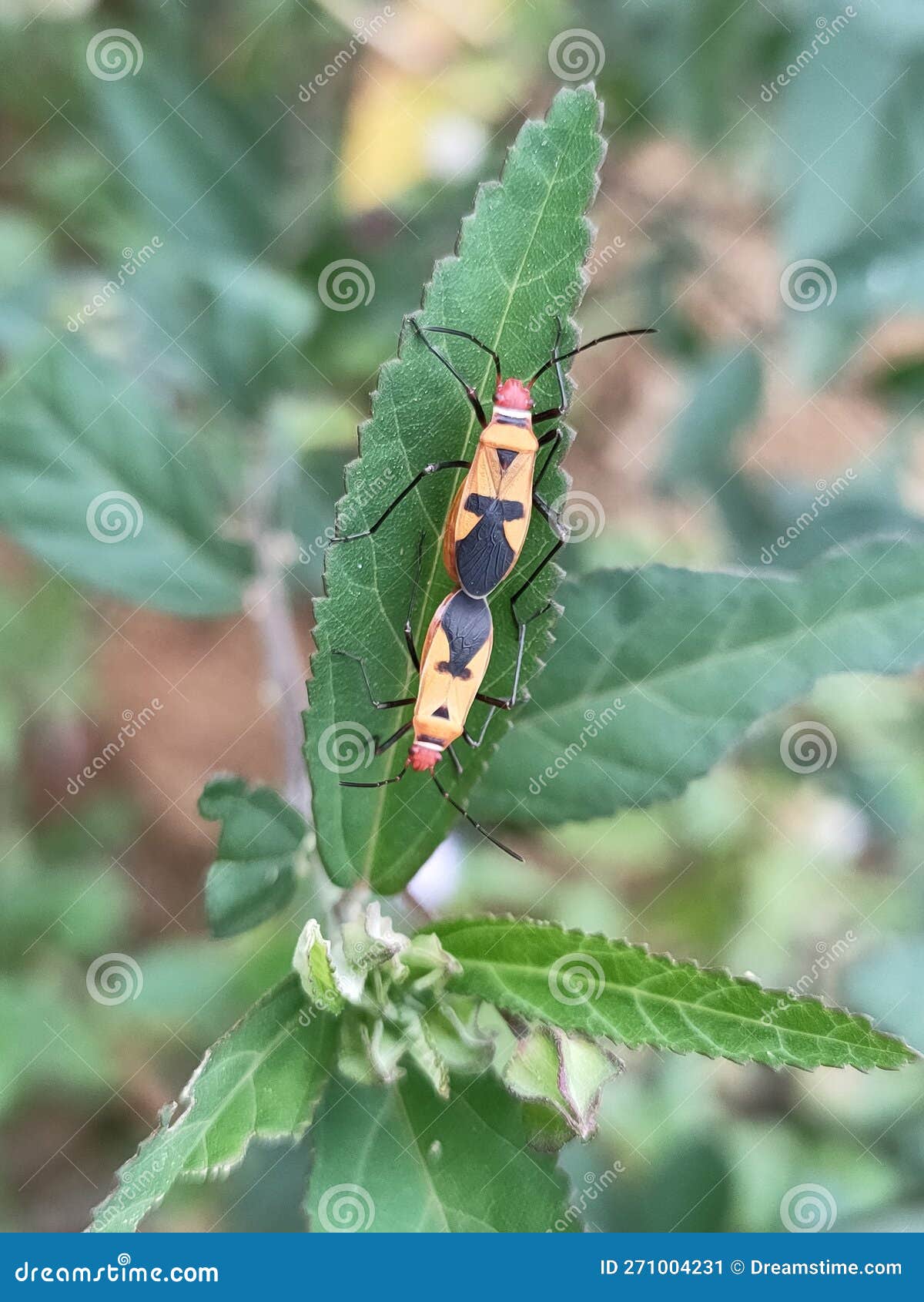 Two tiny unknown insects stock image. Image of unique - 271004231