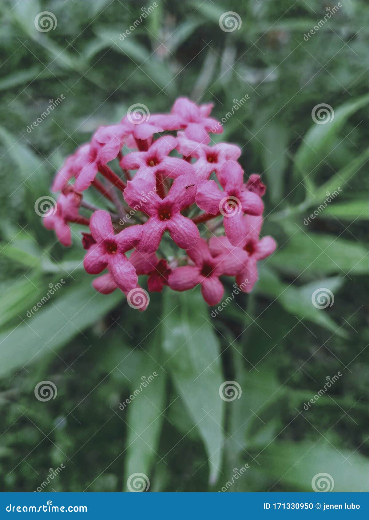 A Tiny Creatures Living for a Purpose of Life ðŸ¥° Stock Photo - Image ...