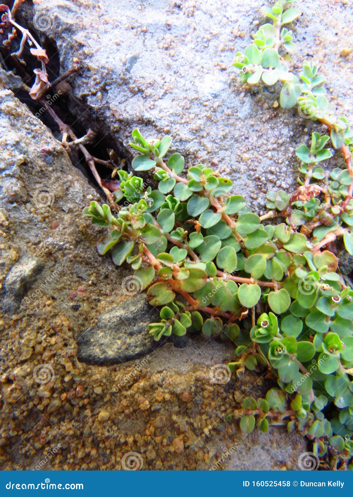 A Small Creeper Grows in the Crack in Concrete. Stock Photo - Image of ...
