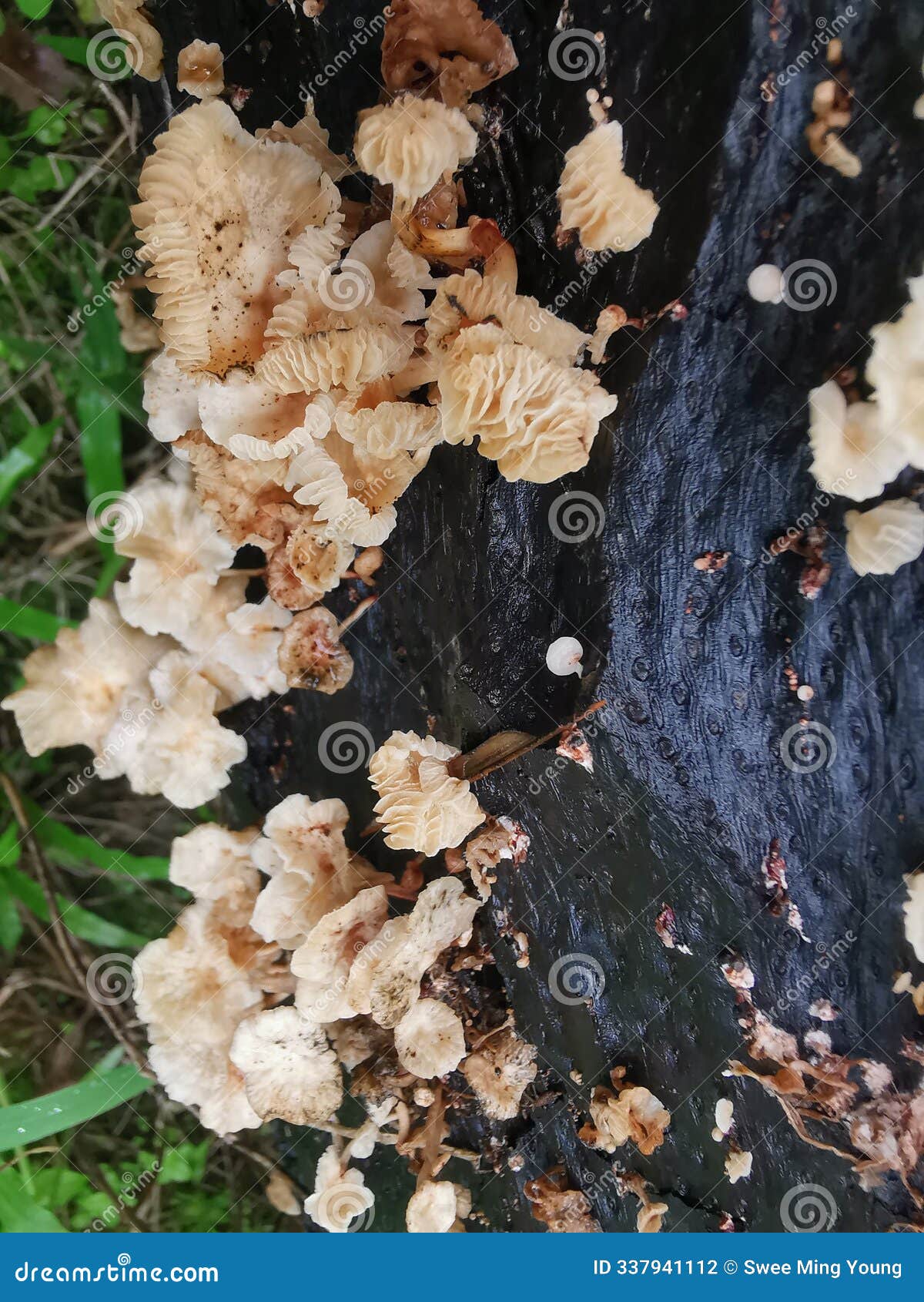 Tiny Crepidotus Variabilis Kidney-shaped Fungi Sprouting from Decay ...