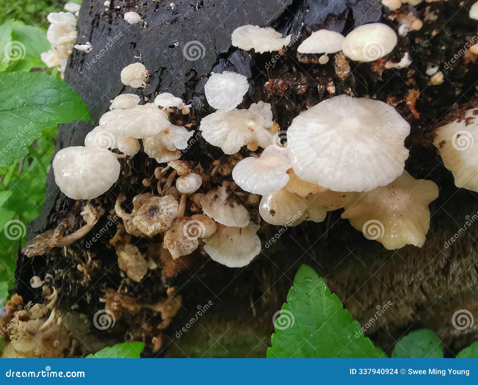 Tiny Crepidotus Variabilis Kidney-shaped Fungi Sprouting from Decay ...