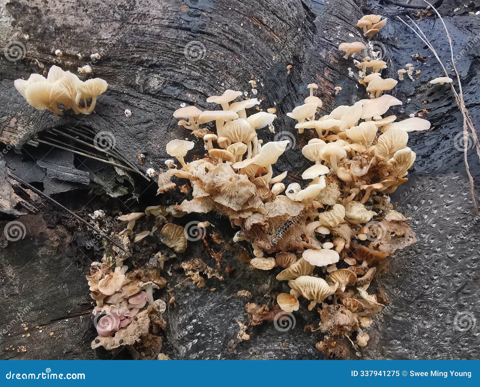Tiny Crepidotus Variabilis Kidney-shaped Fungi Sprouting from Decay ...