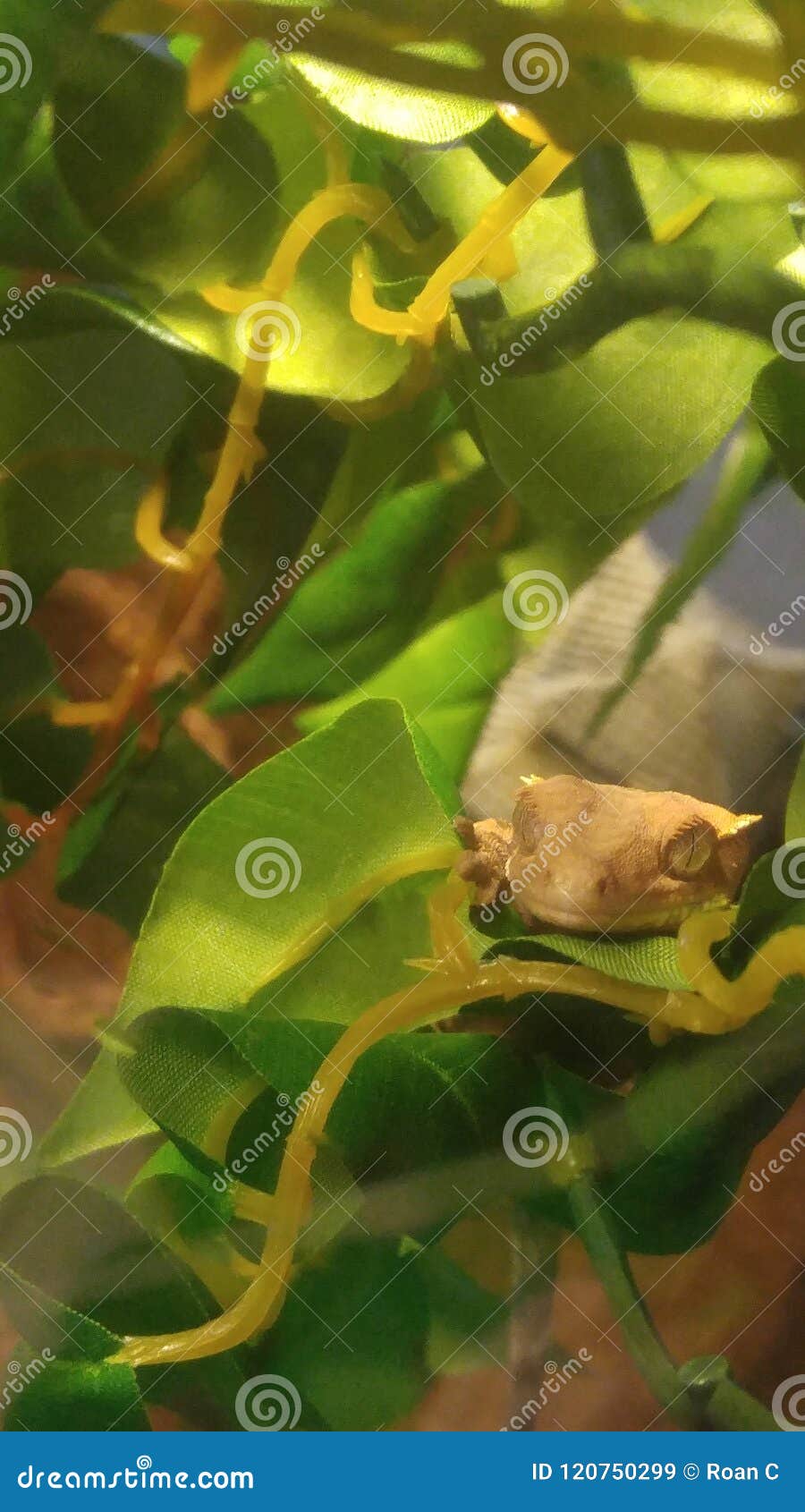 Lil gecko stock image. Image of crested, gecko, tiny - 120750299