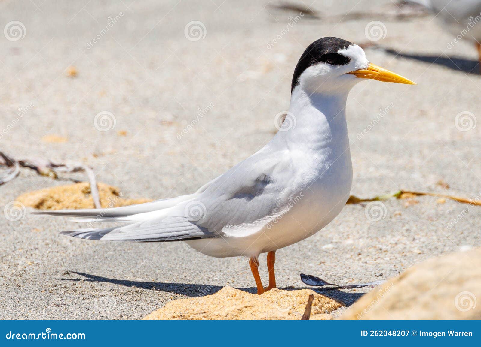 Australian Fairy Tern in Western Australia Stock Image - Image of ...